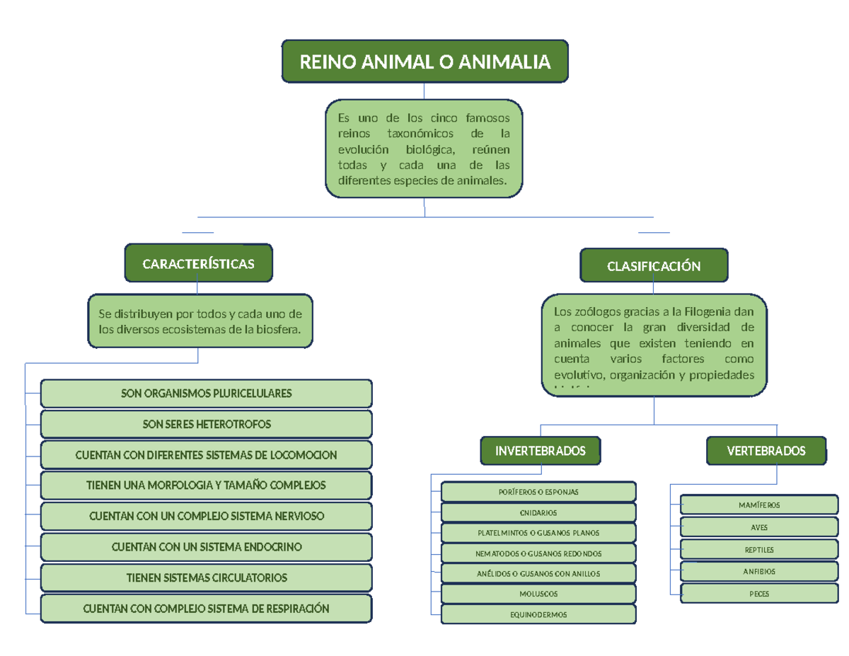 MAPA Conceptual - Reino Animal - REINO ANIMAL O ANIMALIA Es uno de los ...