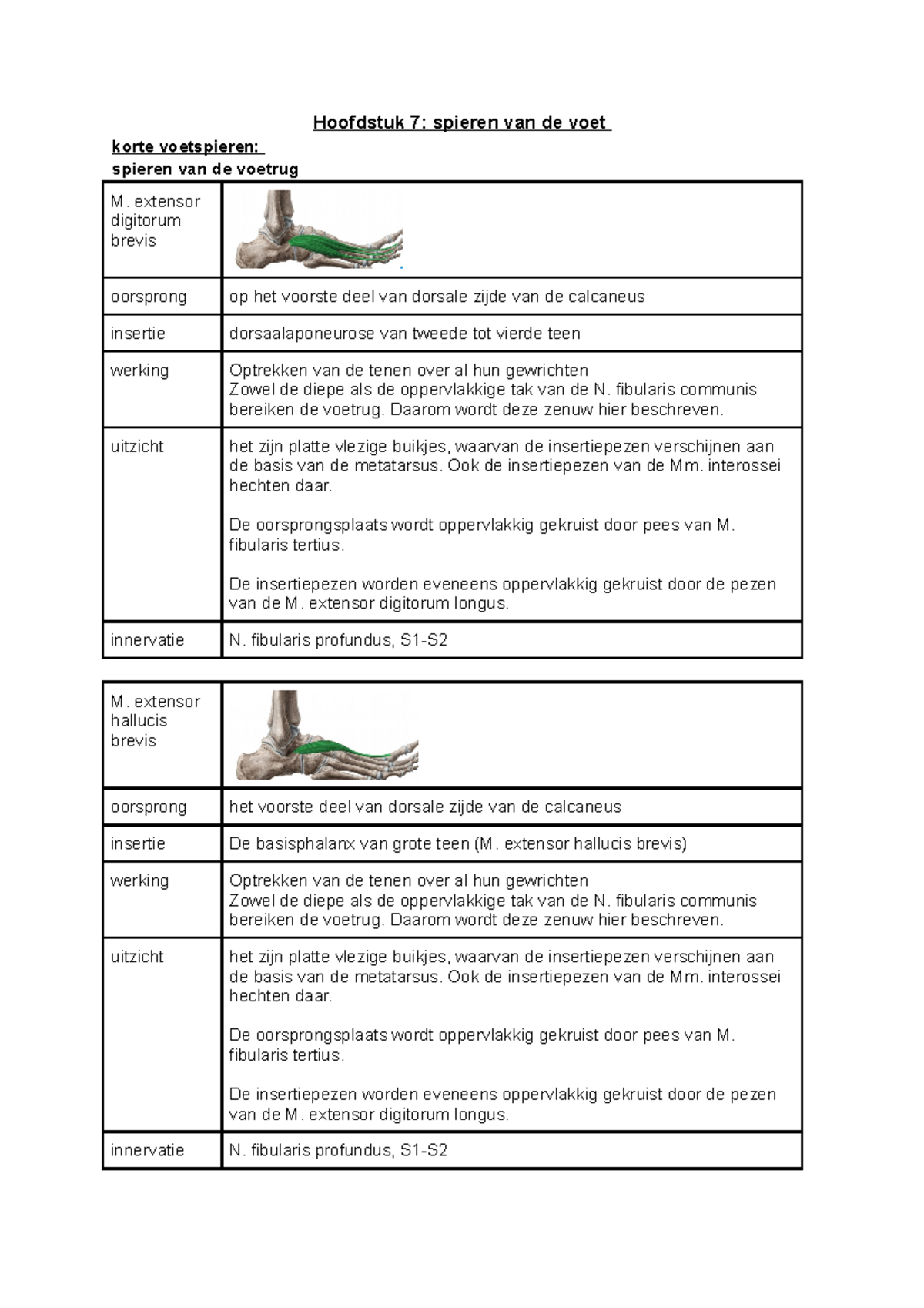 Spieren van de voet - Hoofdstuk 7: spieren van de voet korte ...