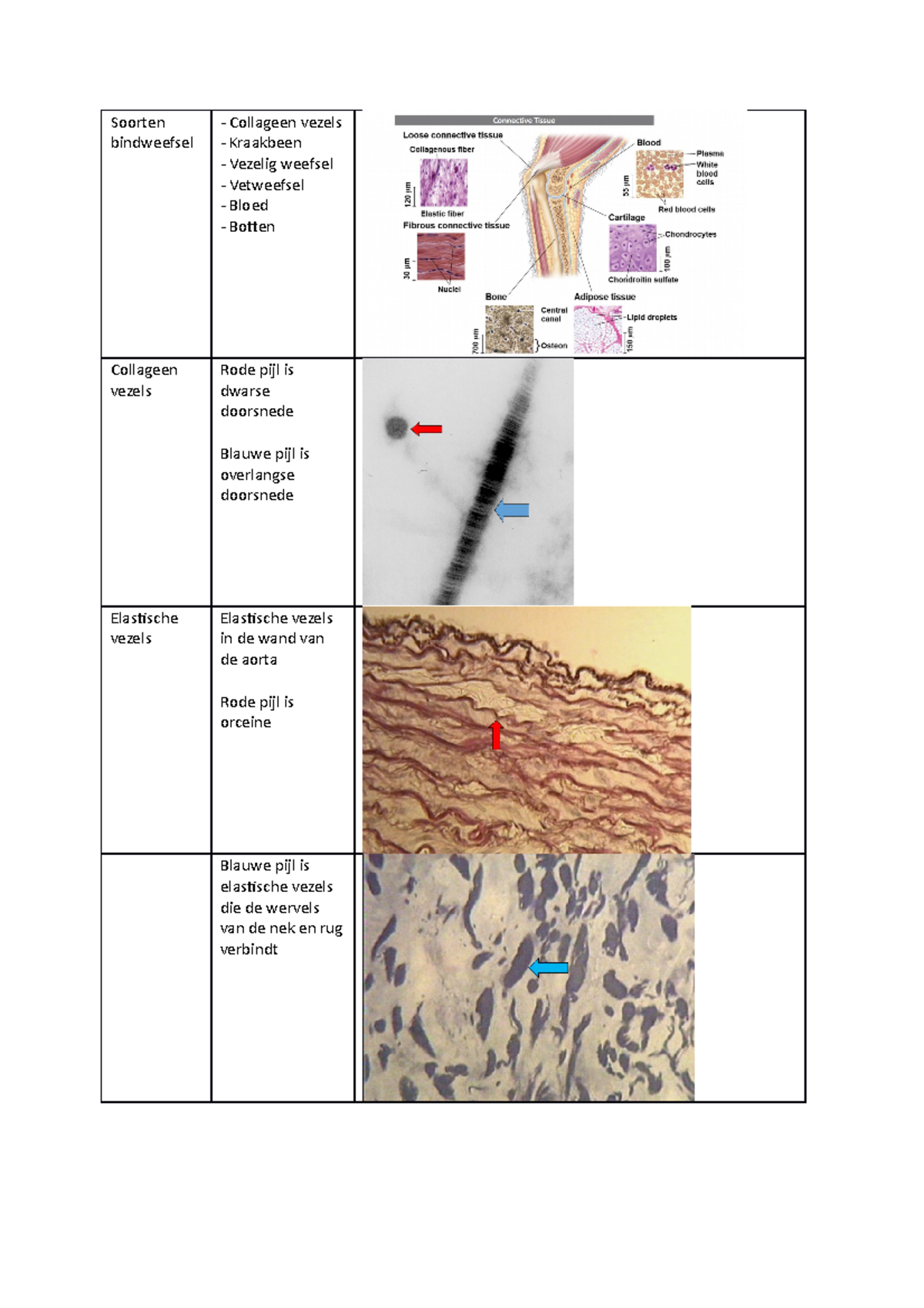 Soorten bindweefsel - ja ja zever - Soorten bindweefsel Collageen ...