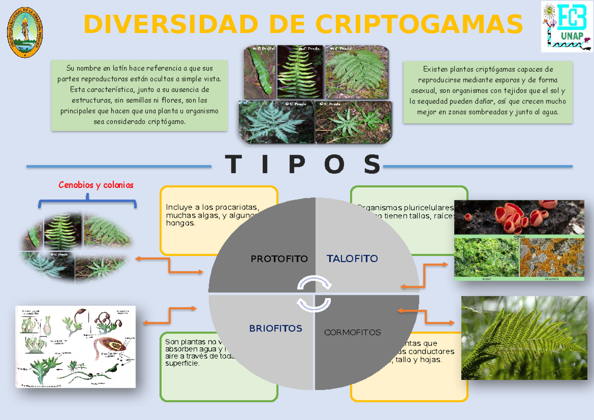 Diversidad de criptogamas - DIVERSIDAD DE CRIPTOGAMAS Su nombre en ...