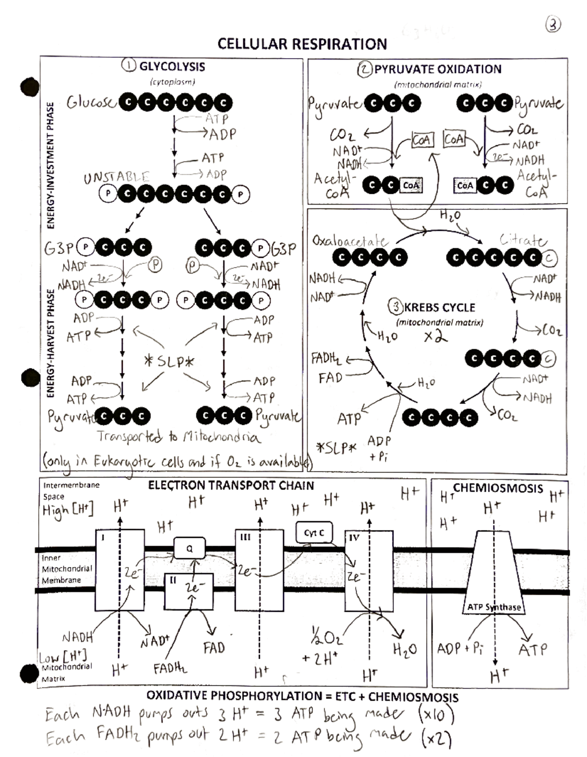 Cell Respiration Graphic Notes 2223 KEY - 63H60 3 CELLULAR RESPIRATION ...