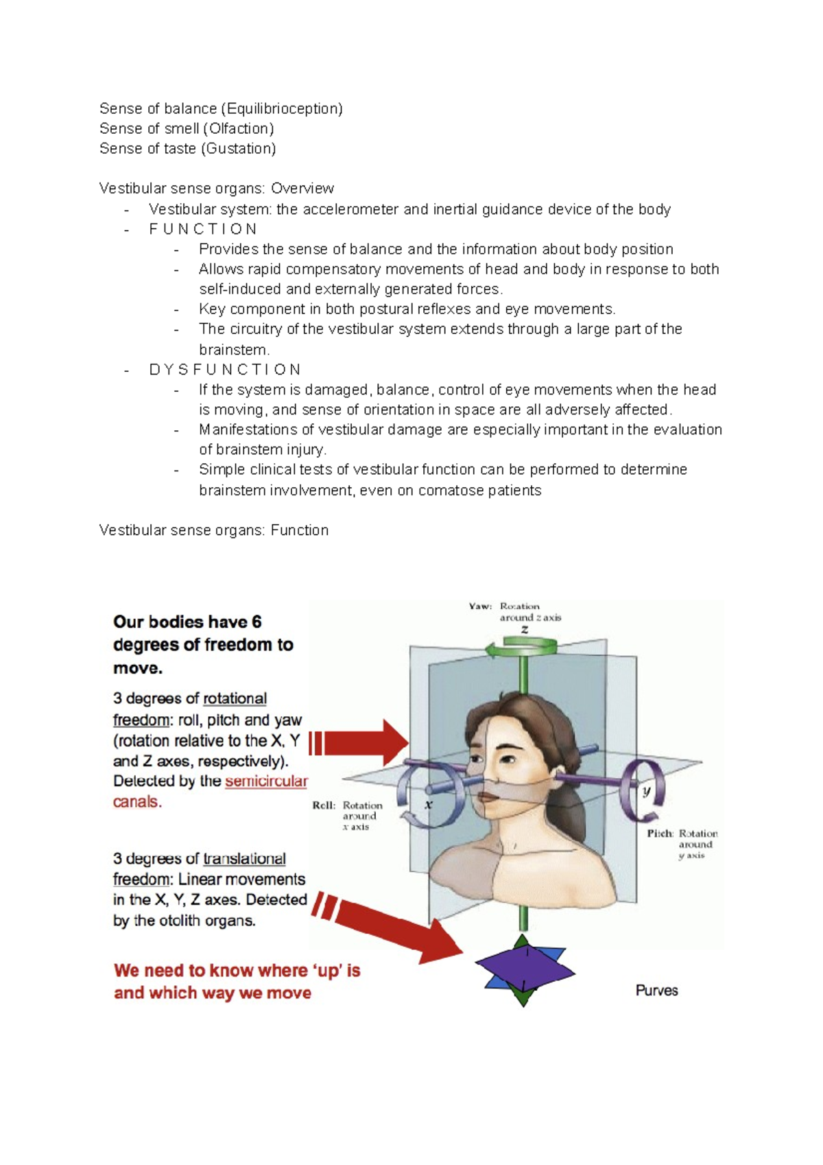 Lecture 16- sense od balance, smell and taste - Sense of balance ...