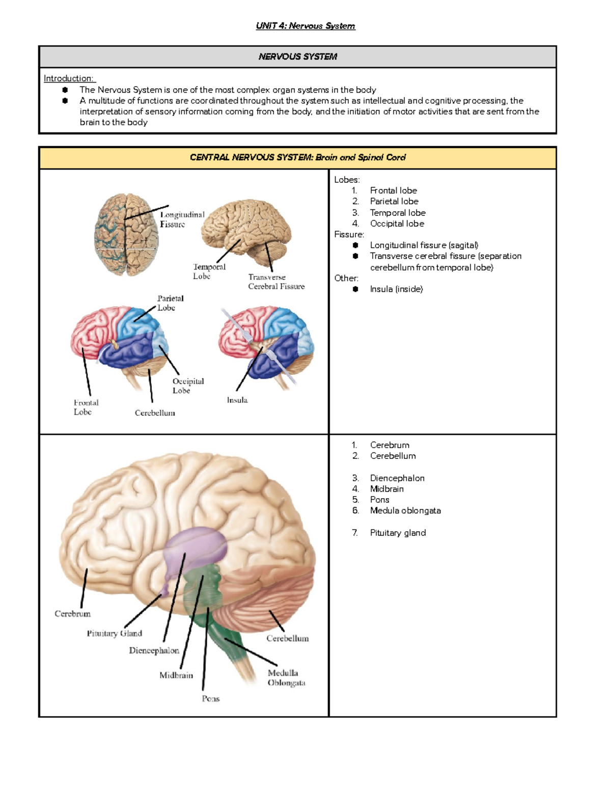 UNIT 4 human anat lab 1 summaries - UNIT 4: Nervous System NERVOUS ...