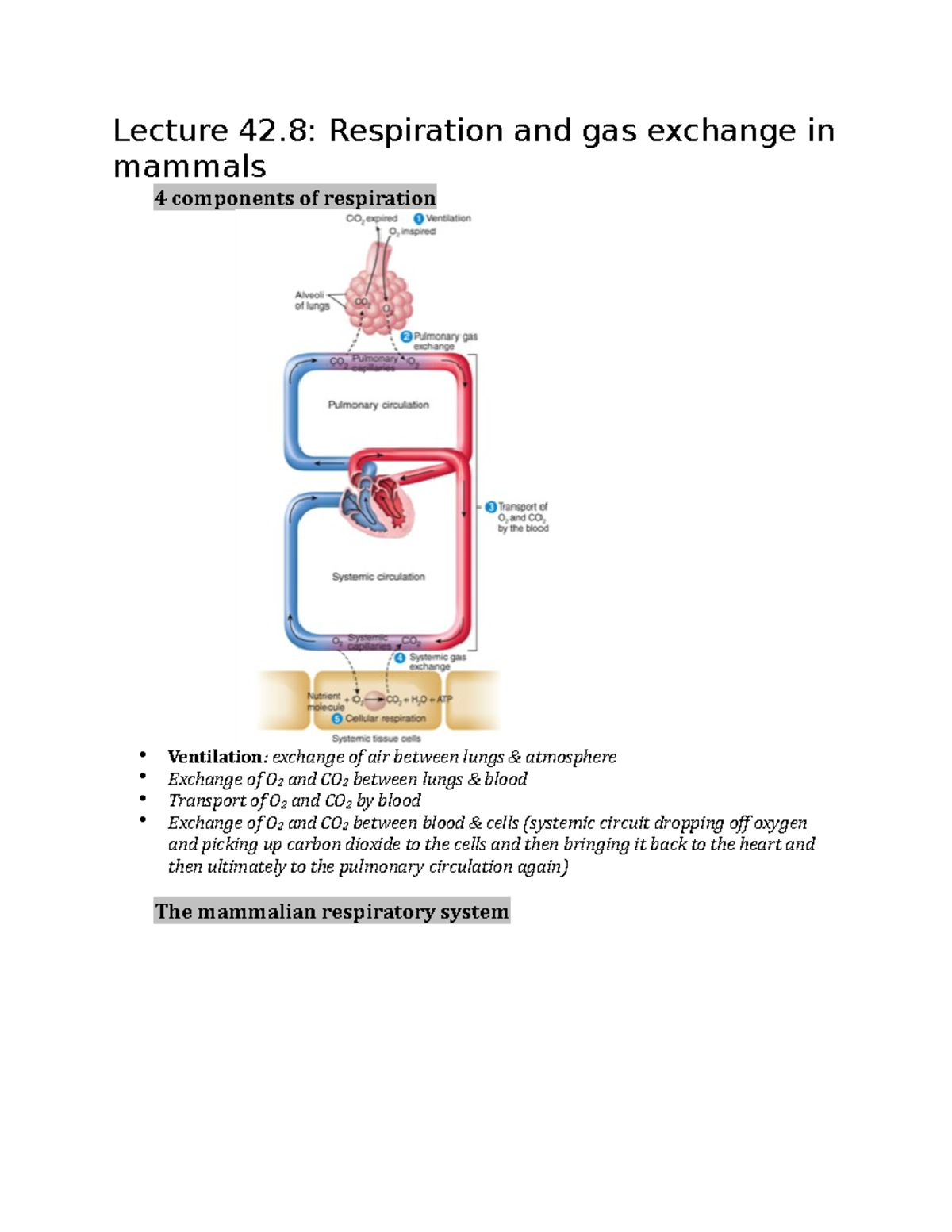Chapter 42 part 5 - Lecture 42: Respiration and gas exchange in mammals ...