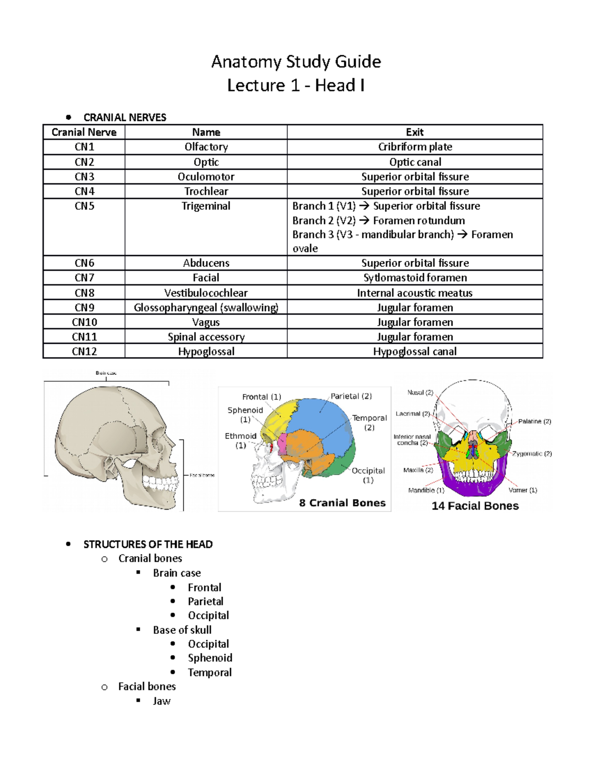 Study Guide 1 - Head I - Anatomy Study Guide Lecture 1 - Head I CRANIAL ...