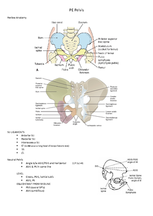 Common Nerve Entrapment Syndromes of the Lower Limb - It wraps around ...