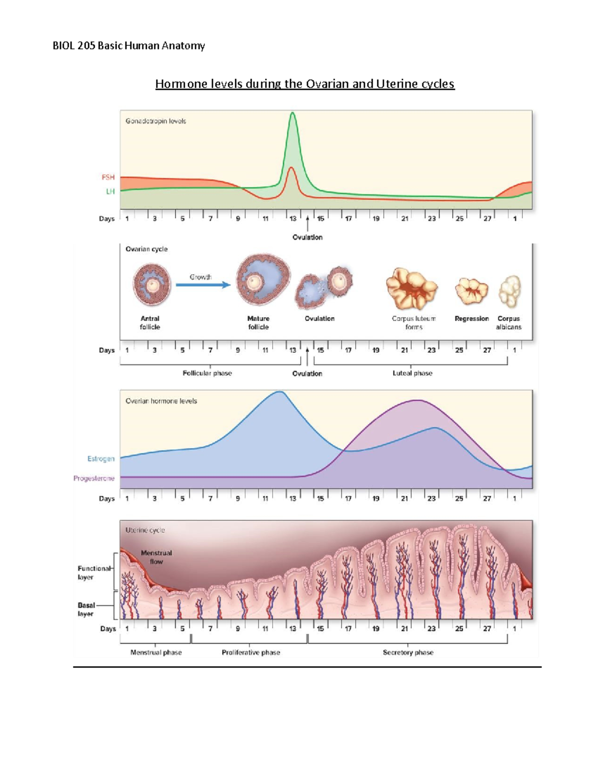 Ovarian And Uterine Cycles Exercise Su19 Biol 205 Basic Human Anatomy Hormone Levels During