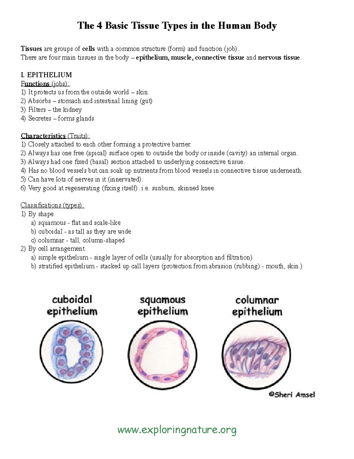 4 Basic Types Of Tissues In The Human Body Tissues Are Groups Of 