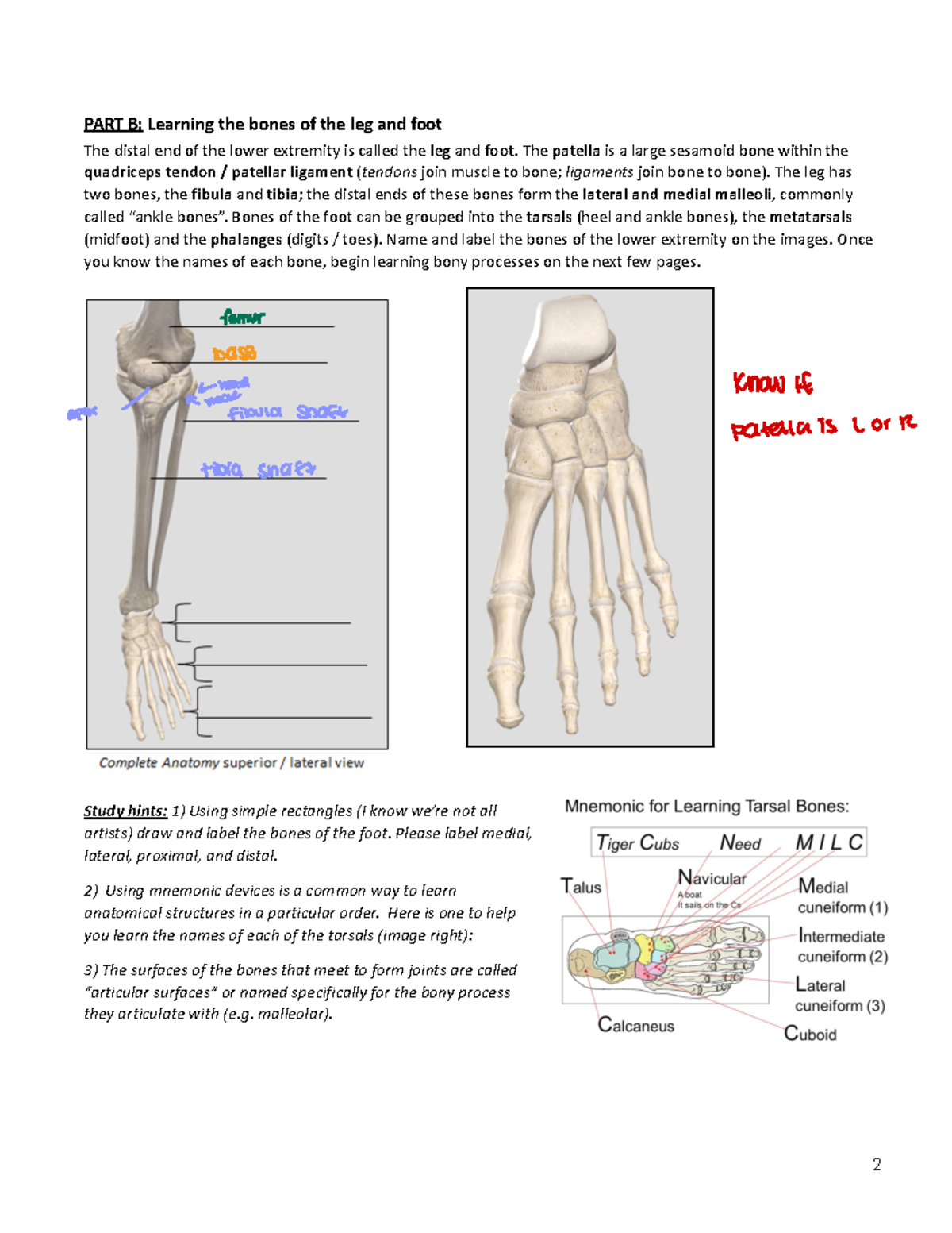 Week 3 lower extremity - Lab w/ Dr. Richards - PART B: Learning the ...