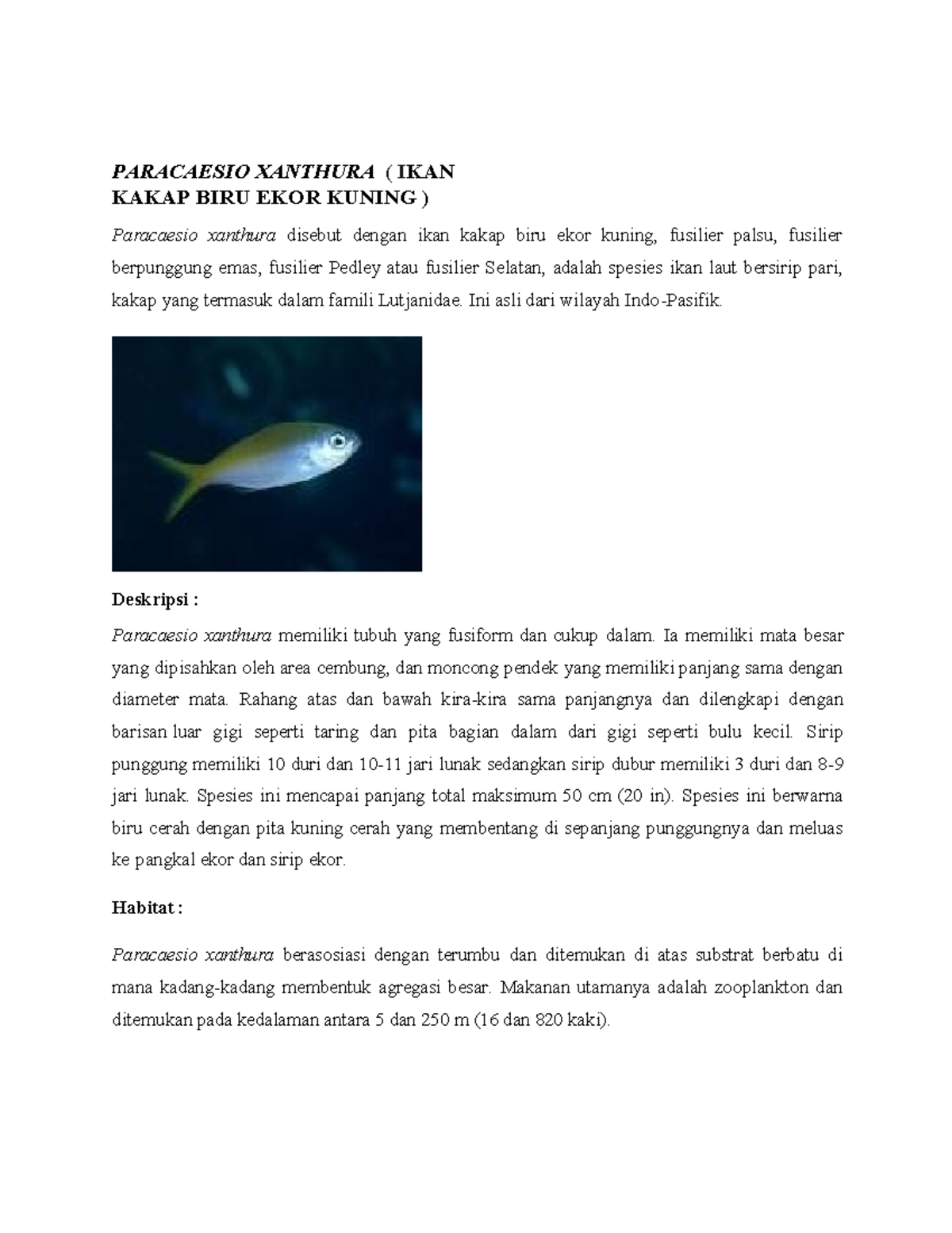 Paracaesio Xanthura ( IKAN Kakap BIRU EKOR Kuning ) - PARACAESIO ...