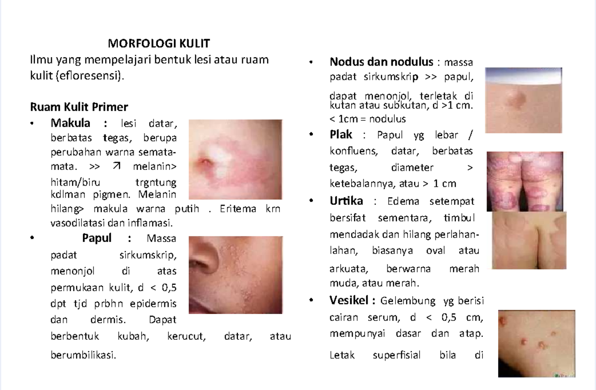 Pdf-morfologi-kulit compress - IEQDE@ENK F@K]IEQDE@ENK F@K] Kiu ybcn iliplbobrk alctuf lsk btbu ...