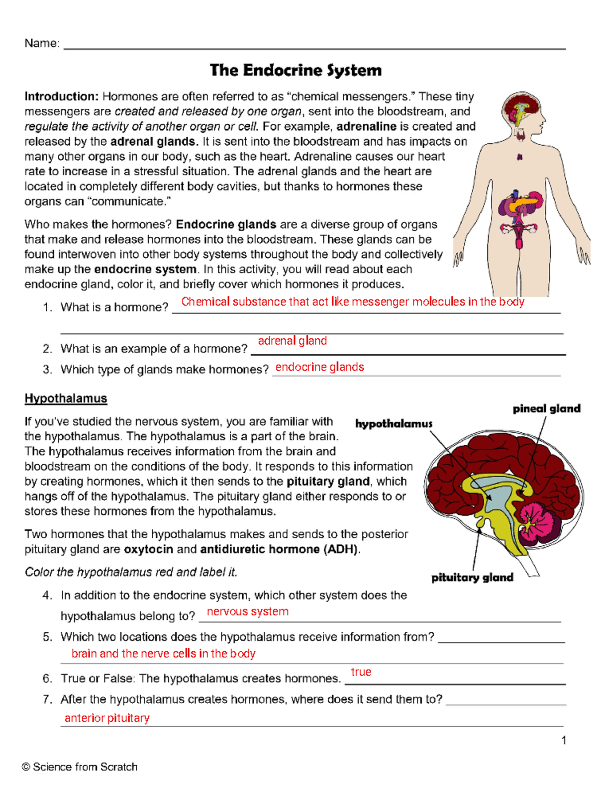 Jonathan Loy - Kami Export - Endocrine System Coloring (F) - Studocu