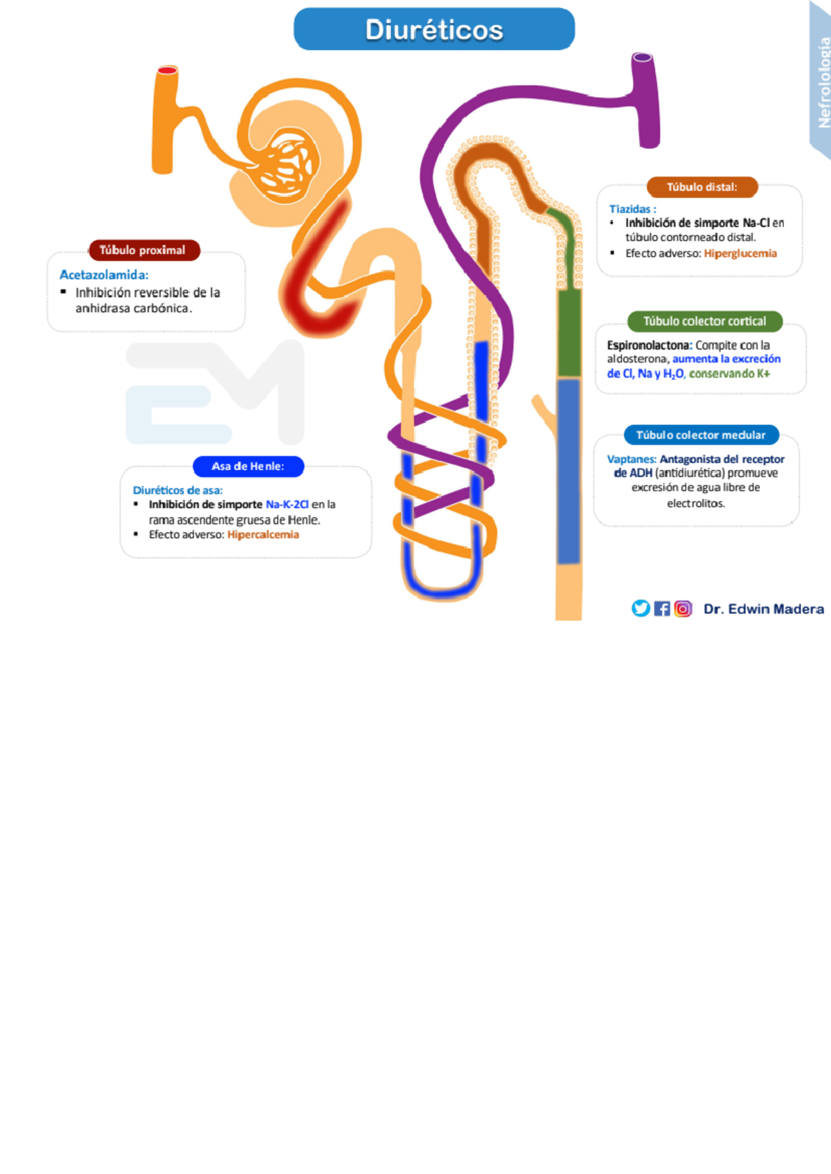Nefrologia - Resumen - Diuréticos ha Túbulo distal: Co Tiazidas ...