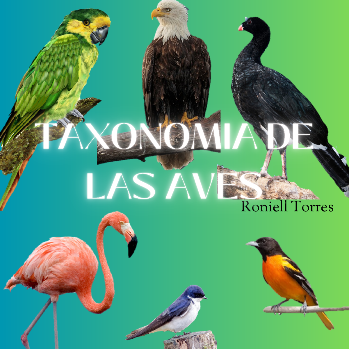 Taxonomia de las Aves 1 - Roniell Torres Dominio Reino filo Clase Orden Familia Nombre ...