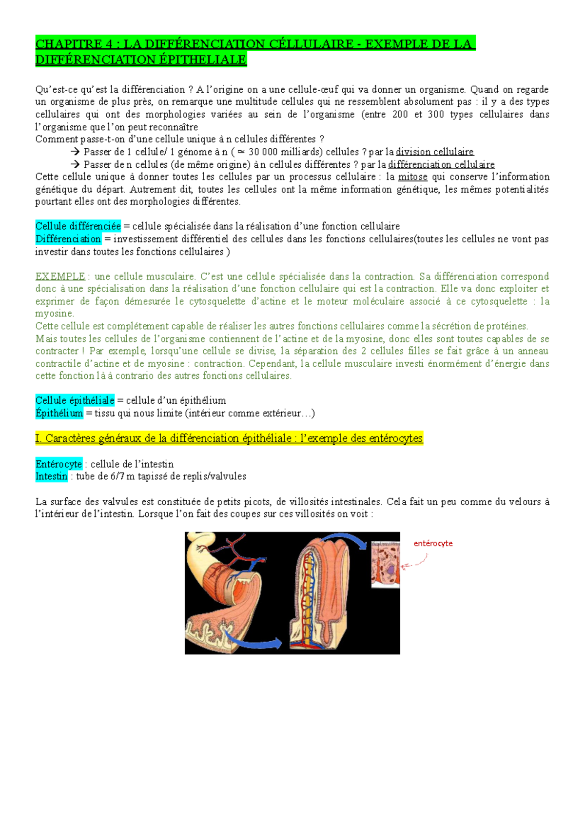 Chapitre 4 - la différenciation cellulaire - CHAPITRE 4 : LA ...