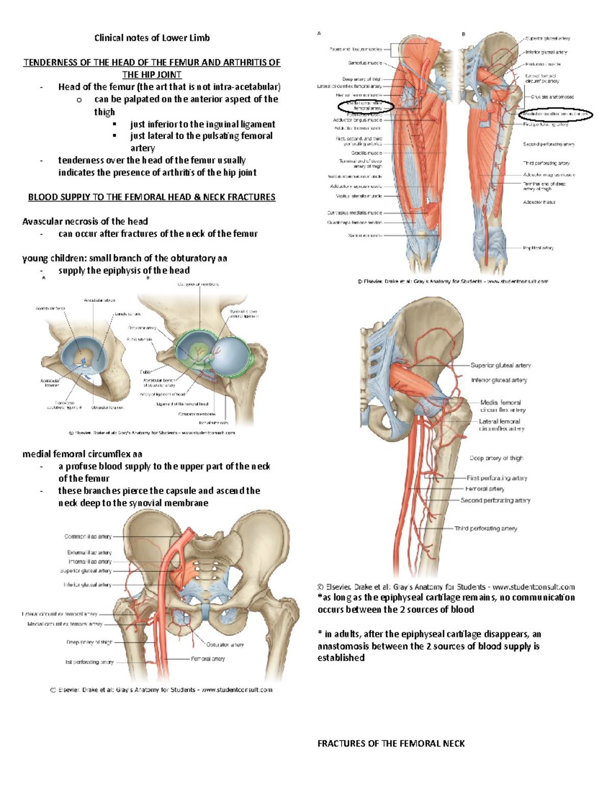 Anatomy and Physiology Notes of Lower Limb - Clinical notes of Lower ...