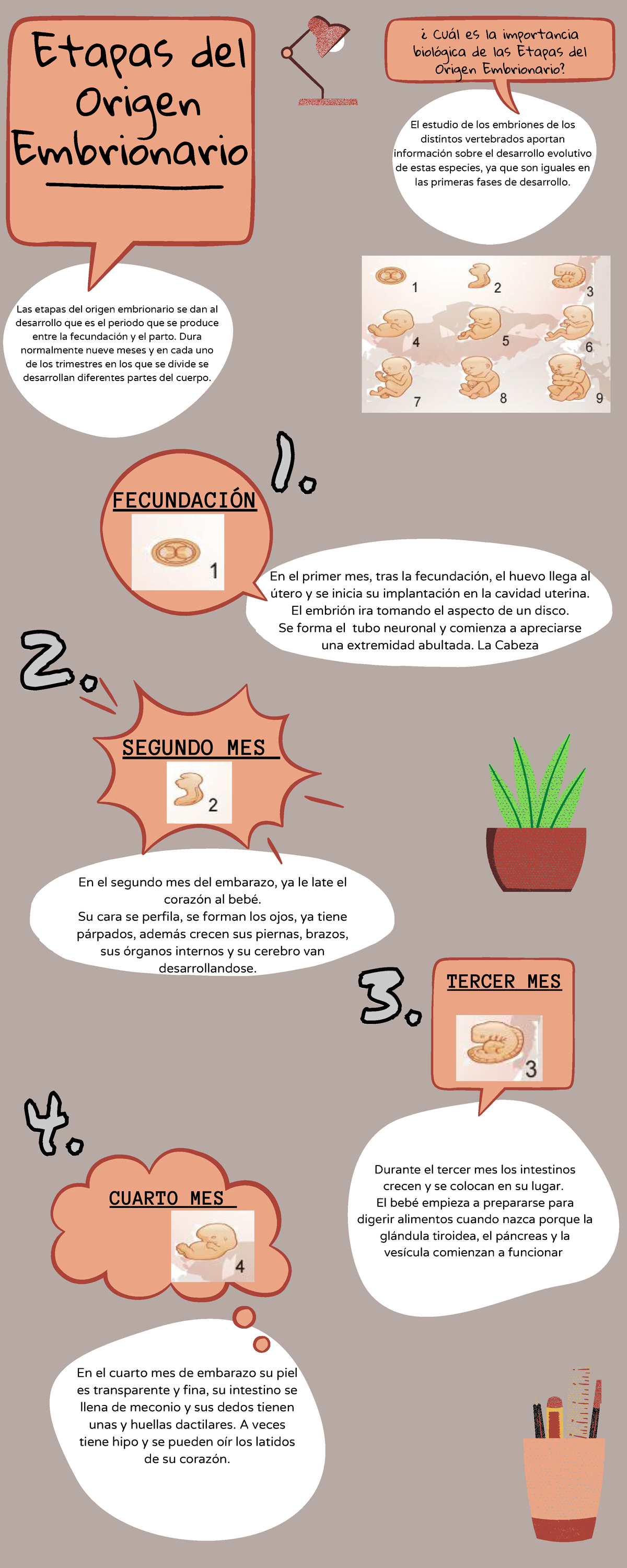 Etapas del origen embrionario el embarazo - Etapas del Origen ...