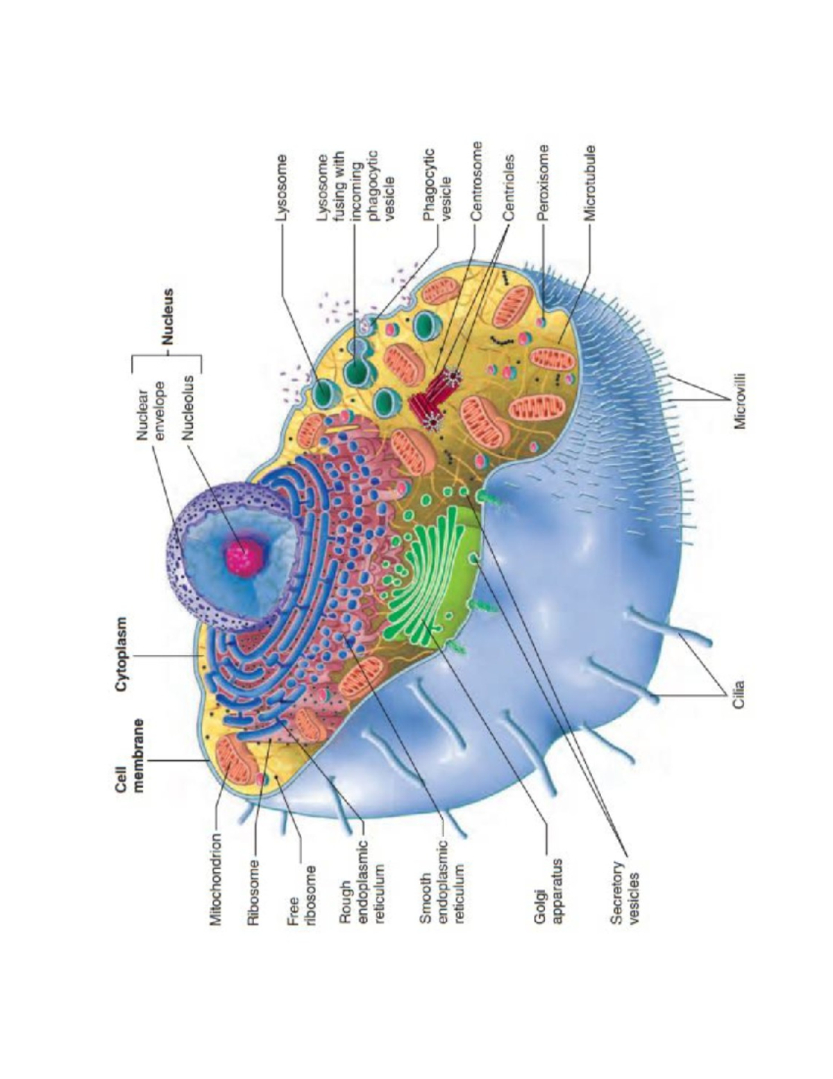 Cell - to draw - Cell Cytoplasm membrane Nuclear envelope Nucleus ...
