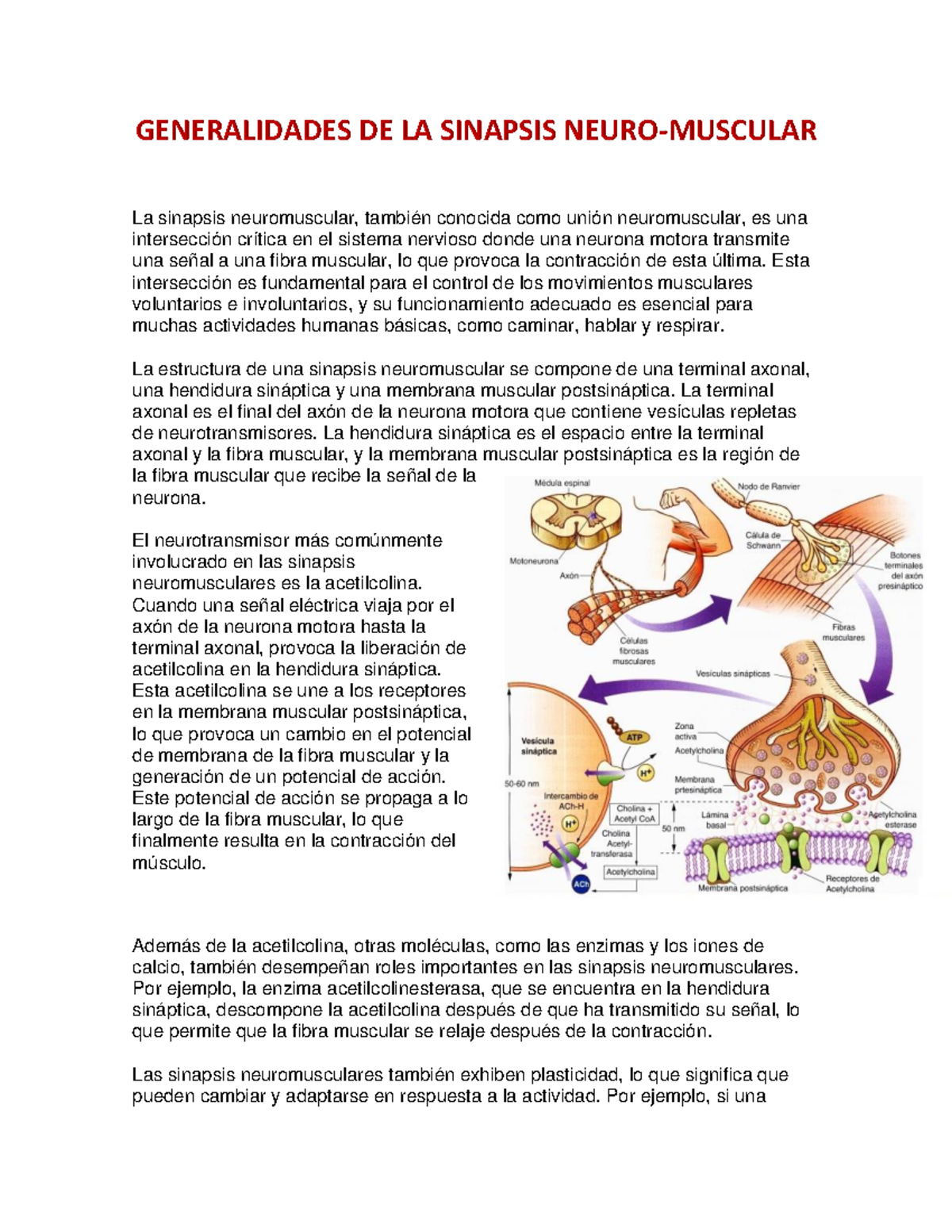 Generalidades DE LA Sinapsis Neuro - GENERALIDADES DE LA SINAPSIS NEURO-MUSCULAR La sinapsis ...