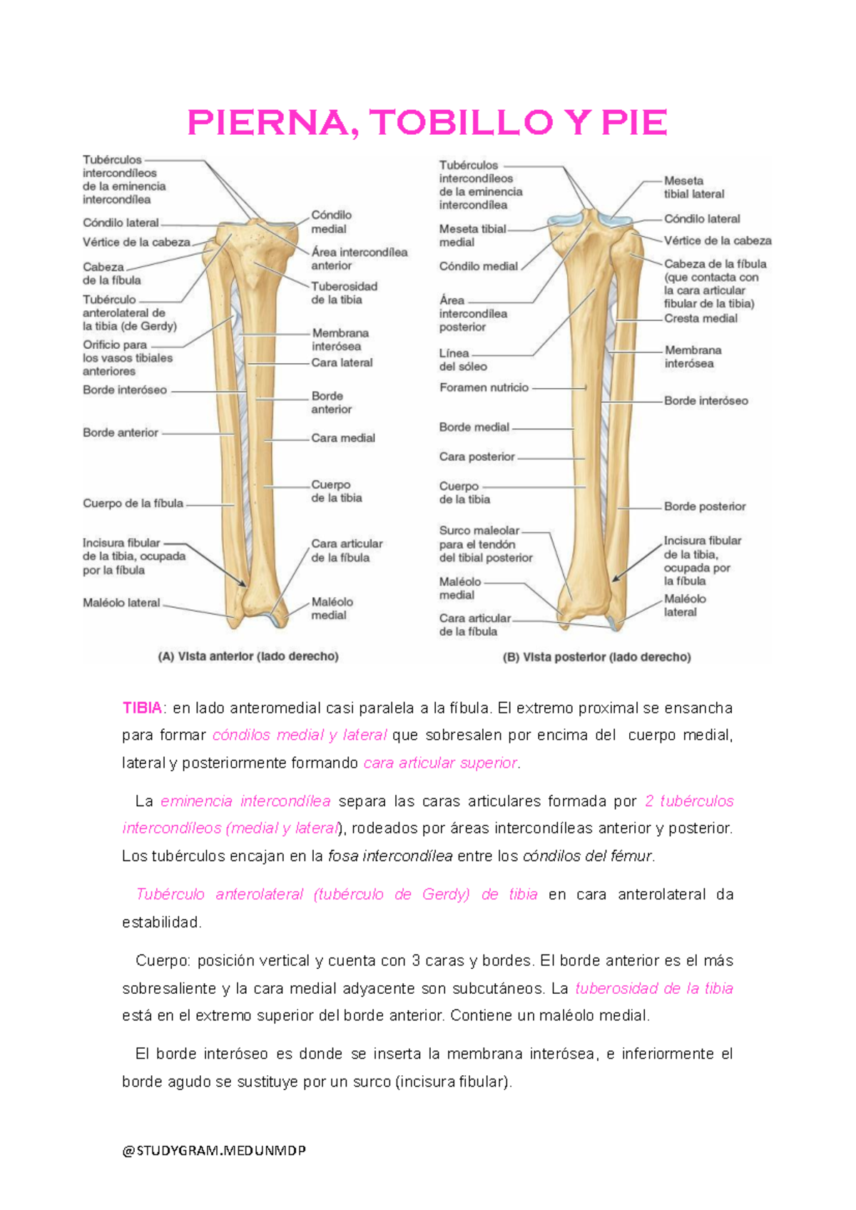 Pierna, Tobillo y PIE - apuntes - TIBIA: en lado anteromedial casi ...