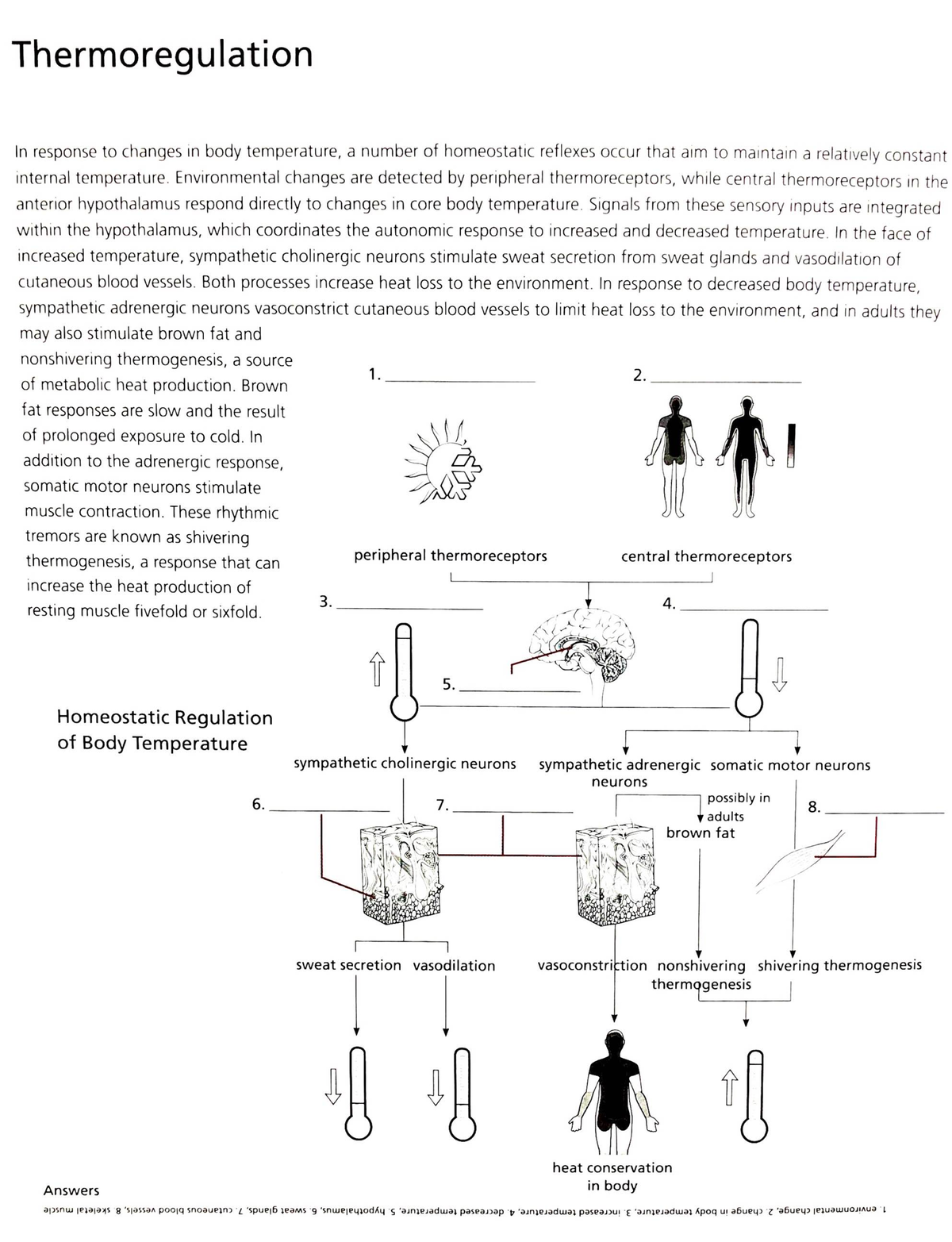 Thermoregulation Physiology - Thermoregulation In response to changes ...