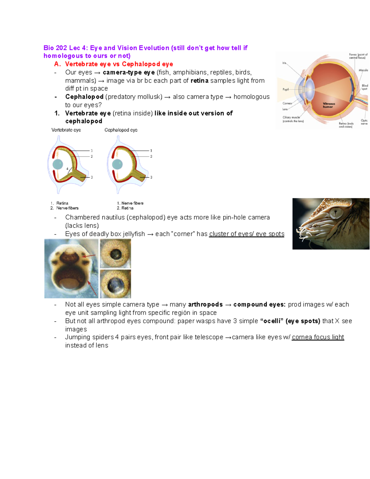 Bio 202 Lec 4 Eye and vision Evolution - Bio 202 Lec 4: Eye and Vision ...