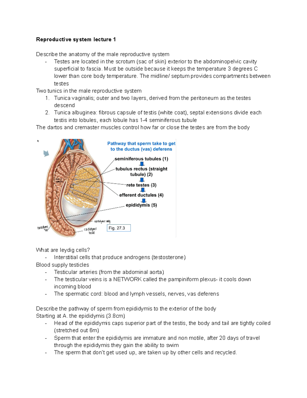 Reproductive system lecture 1 - Must be outside because it keeps the temperature 3 degrees C ...