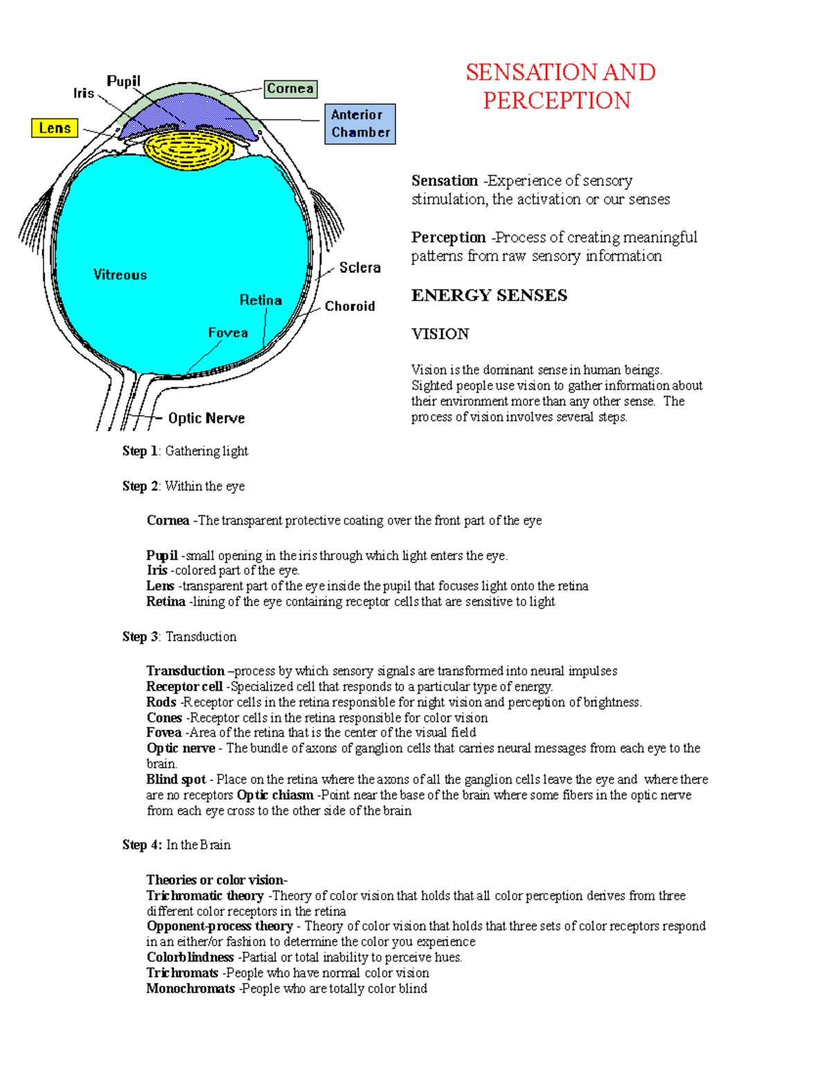 Sensation and Perception - SENSATION AND PERCEPTION Sensation ...