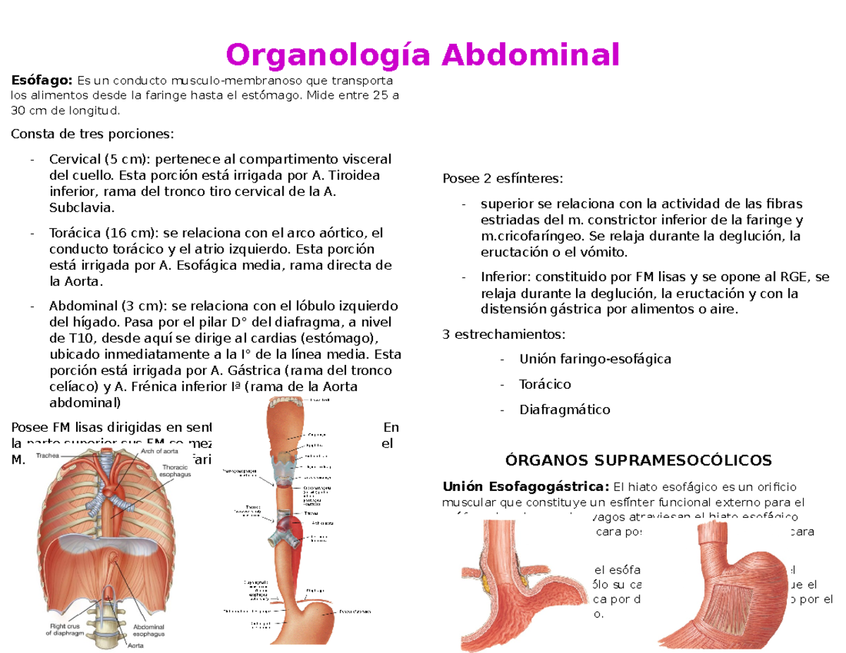 Anato clase 18 - .... - Esófago: Es un conducto musculo-membranoso que ...