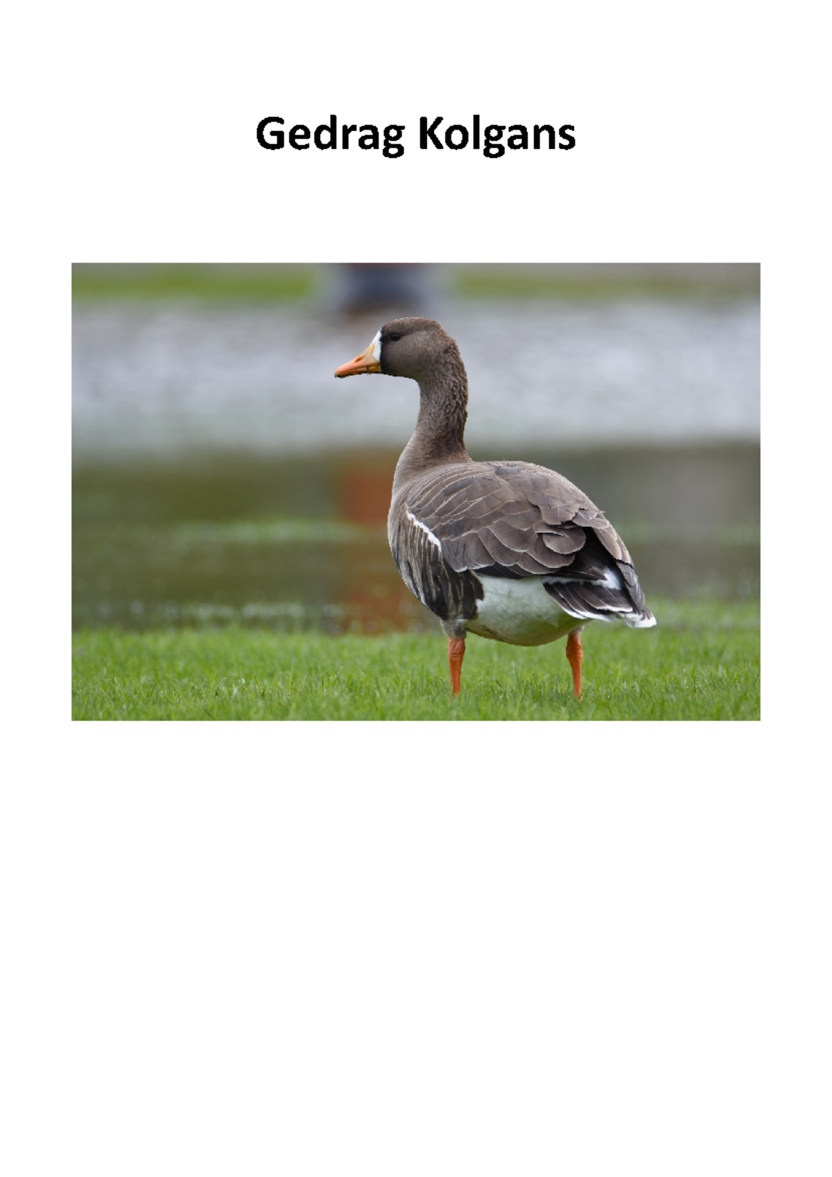 Bio Practicum A - Gedrag Kolgans Ethogram gedrag kolgans Gedragselement ...