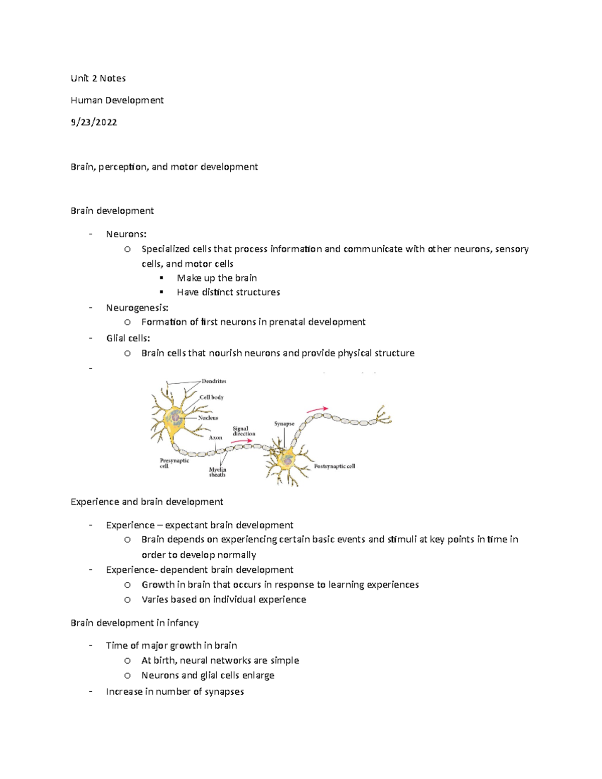 Unit 2 Notes - Unit 2 Notes Human Development 9/23/ Brain, perception ...