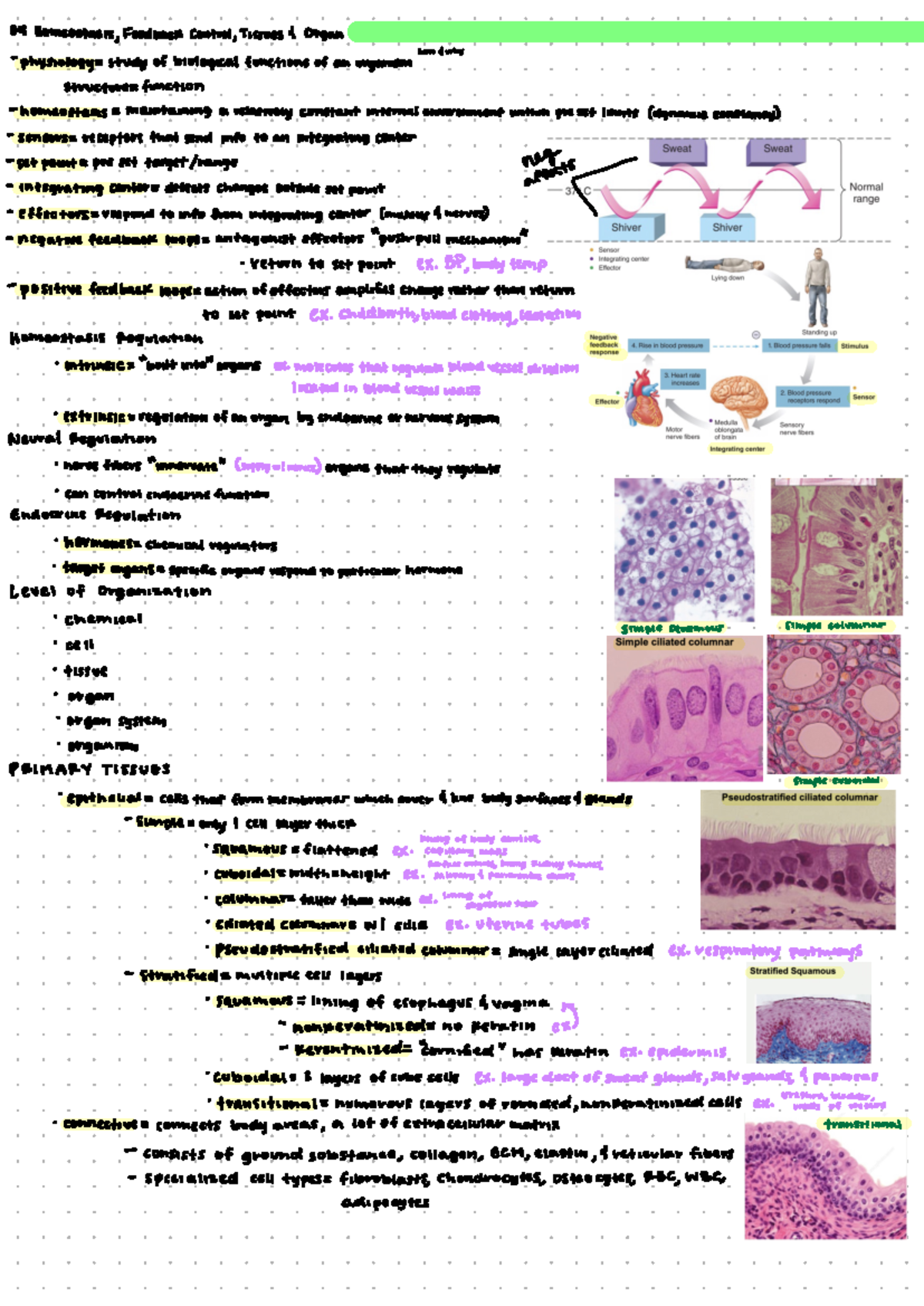 04 BIOL 3030 notes - 04 Homeostasis, Feedback Control , Tissues & Organ ...
