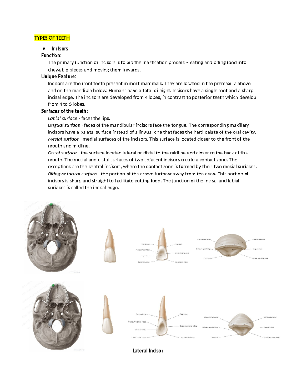 Types-OF- Teeth - assignment - TYPES OF TEETH Incisors Function: The ...
