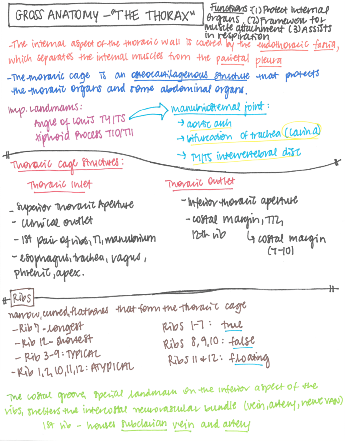 Exam 2 - Notes - The Thorax (Part 1) - ANA 5727 - Studocu