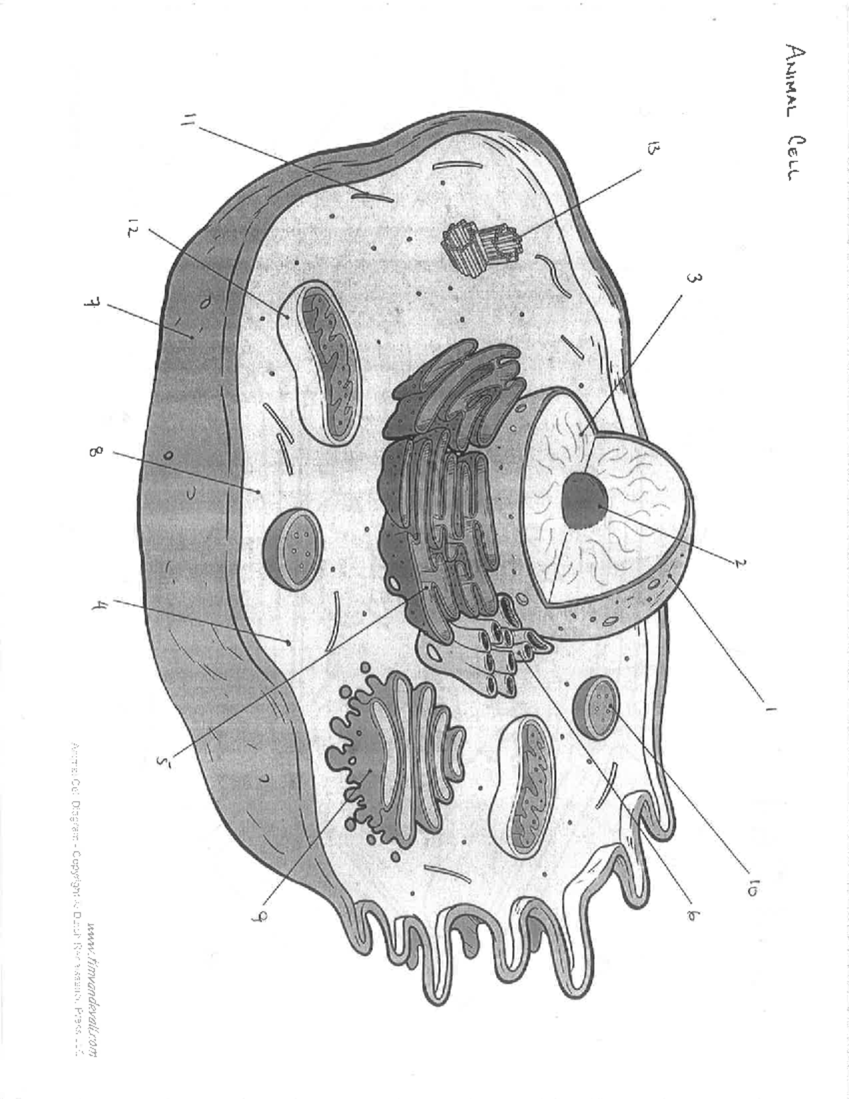 Cell Diagams - Animal and Plant Cell - Blank - BIO 101 - Studocu