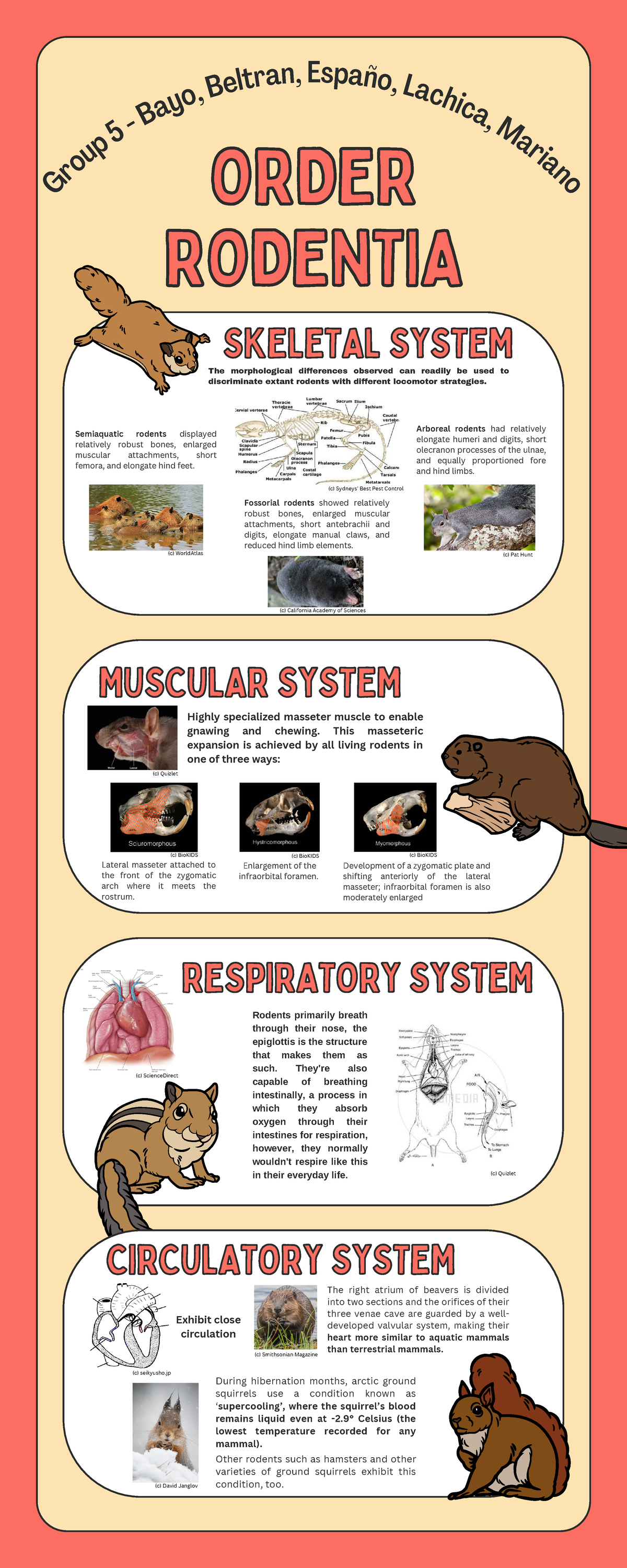 Group 5 - Order Rodentia - Arboreal rodents had relatively elongate ...