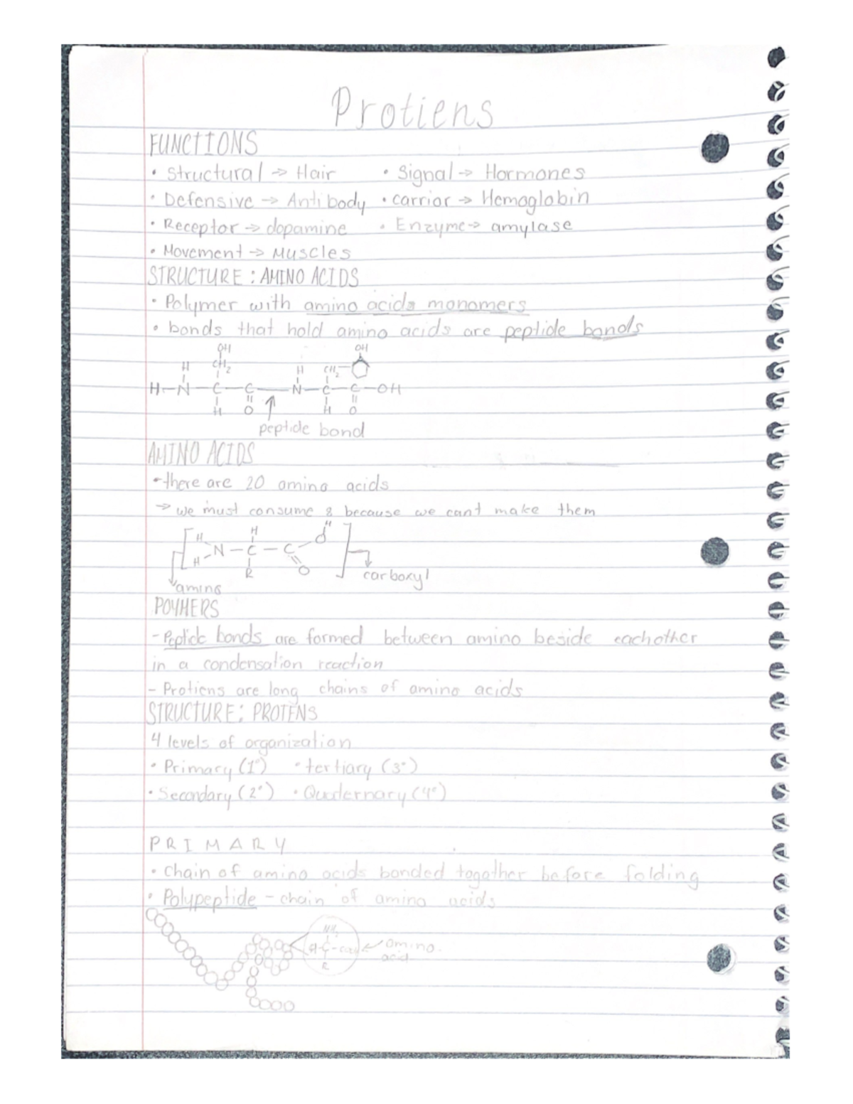Proteins in our body and structure - Studocu