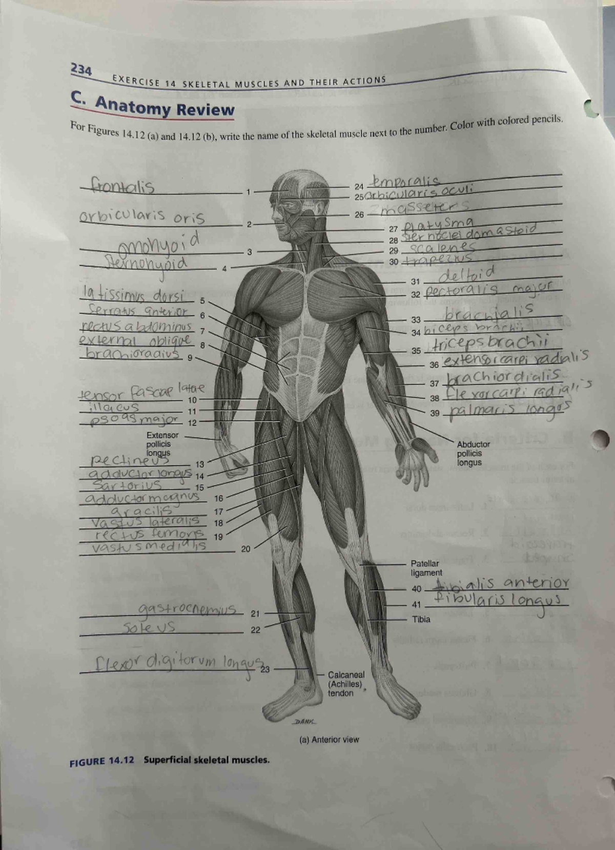 Anatomy review - 234 EXERCISE 14 SKELETAL MUSCLES AND THEIR ACTIONS C ...