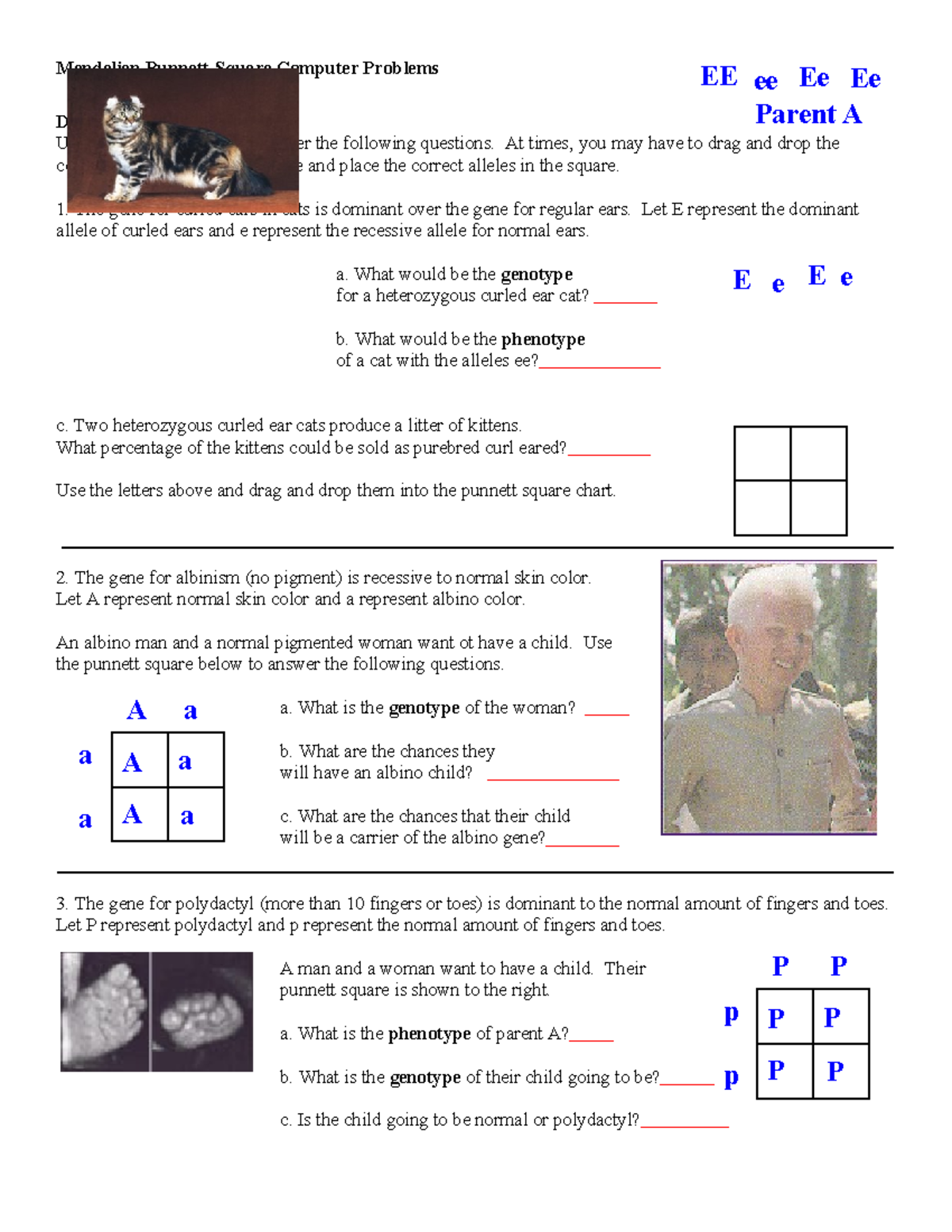 Mendelian Punnett Squares student copy - Mendelian Punnett Square ...