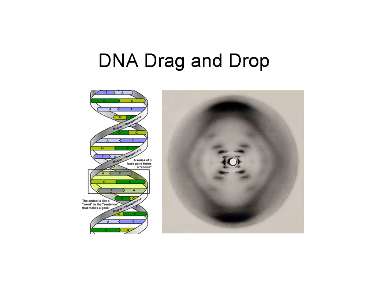 All bio - nnn - DNA Drag and Drop Purine Pyrimidine Phosphate ...