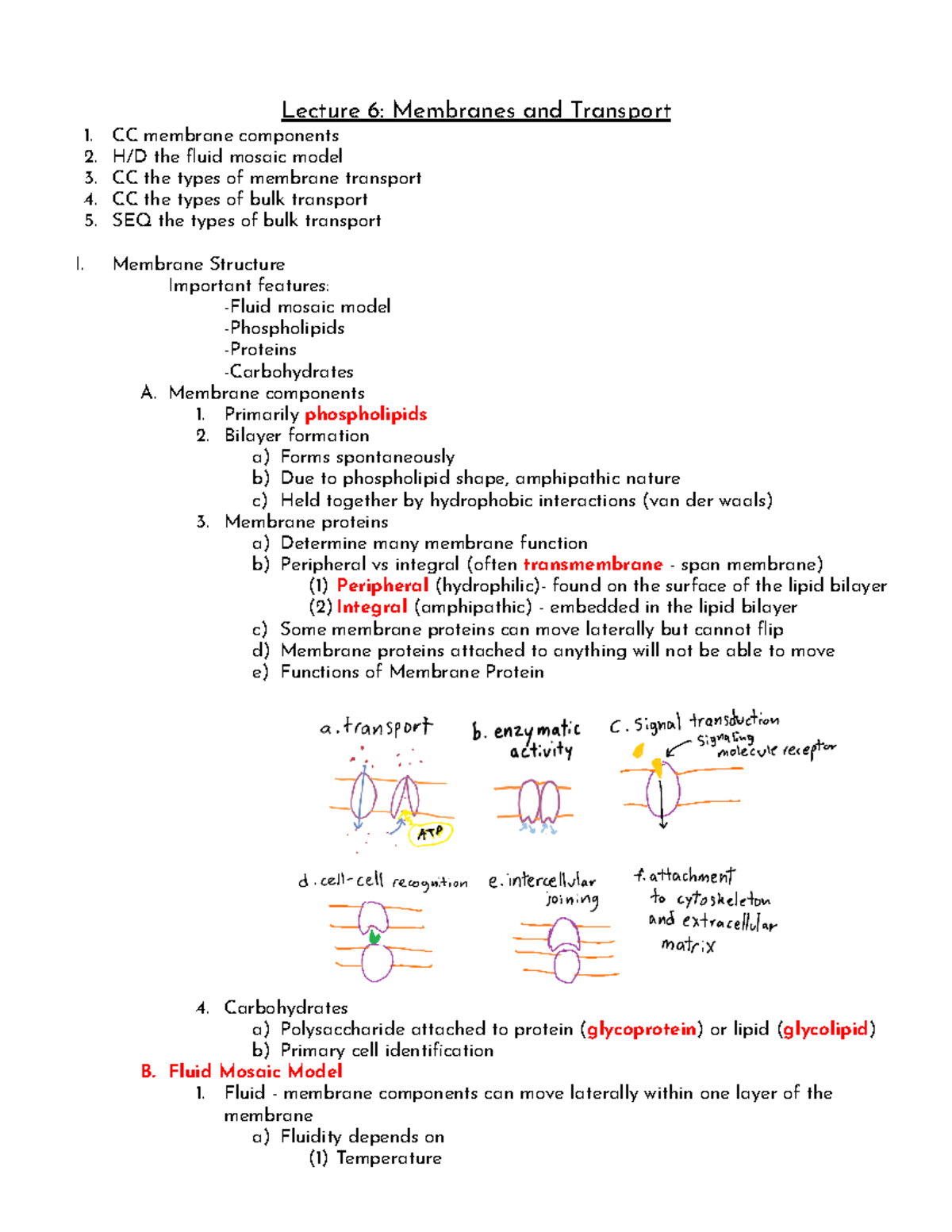 Biology Chapter 6 - Membranes and Transport - Lecture 6: Membranes and ...