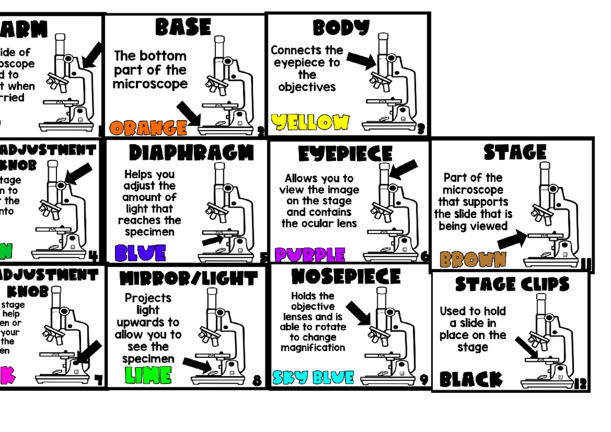 The Parts of the Microscope - ARM BASE BODY ide of The bottom Connects ...