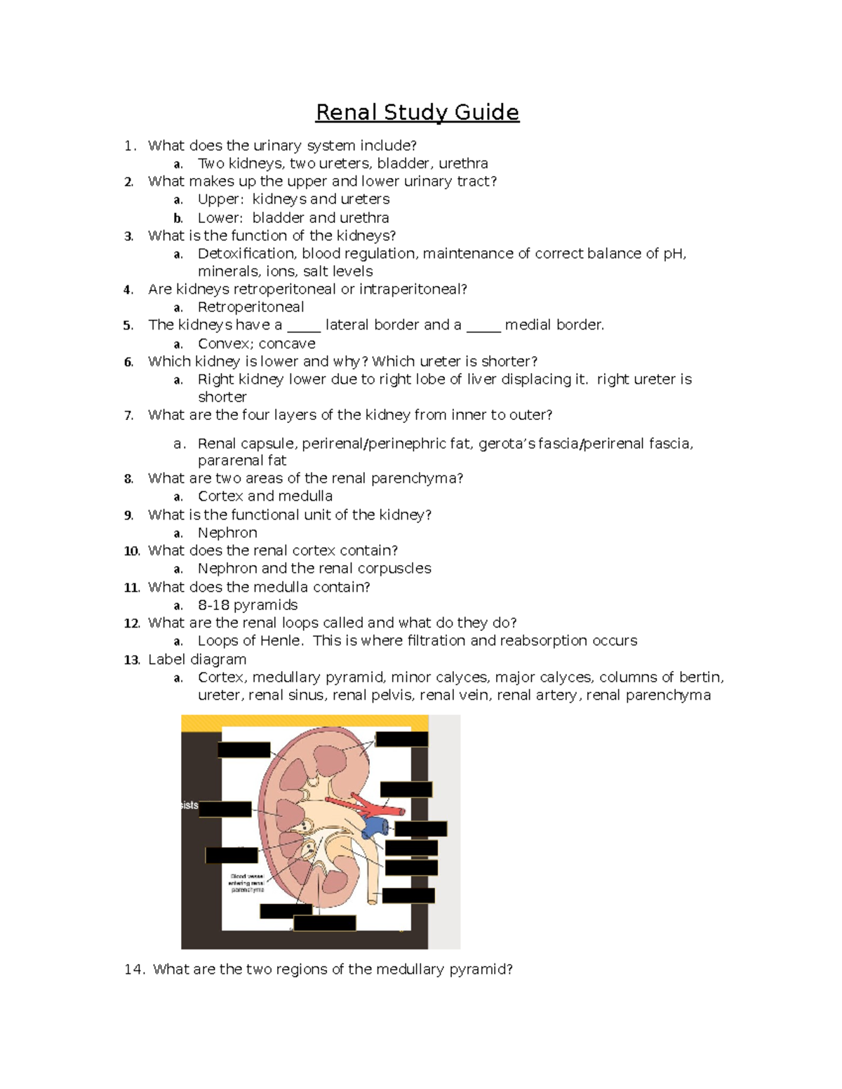 Cross Sectional Renal Study Guide - Renal Study Guide What does the ...