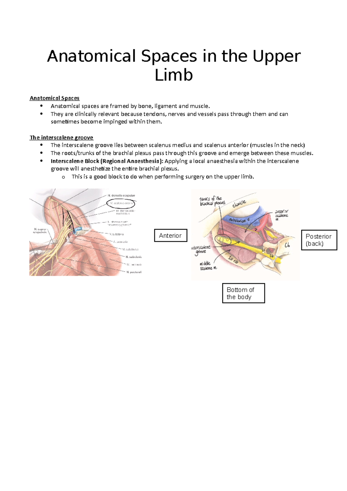 Anatomical Spaces In The Upper Limb Anatomical Spaces In The Upper 