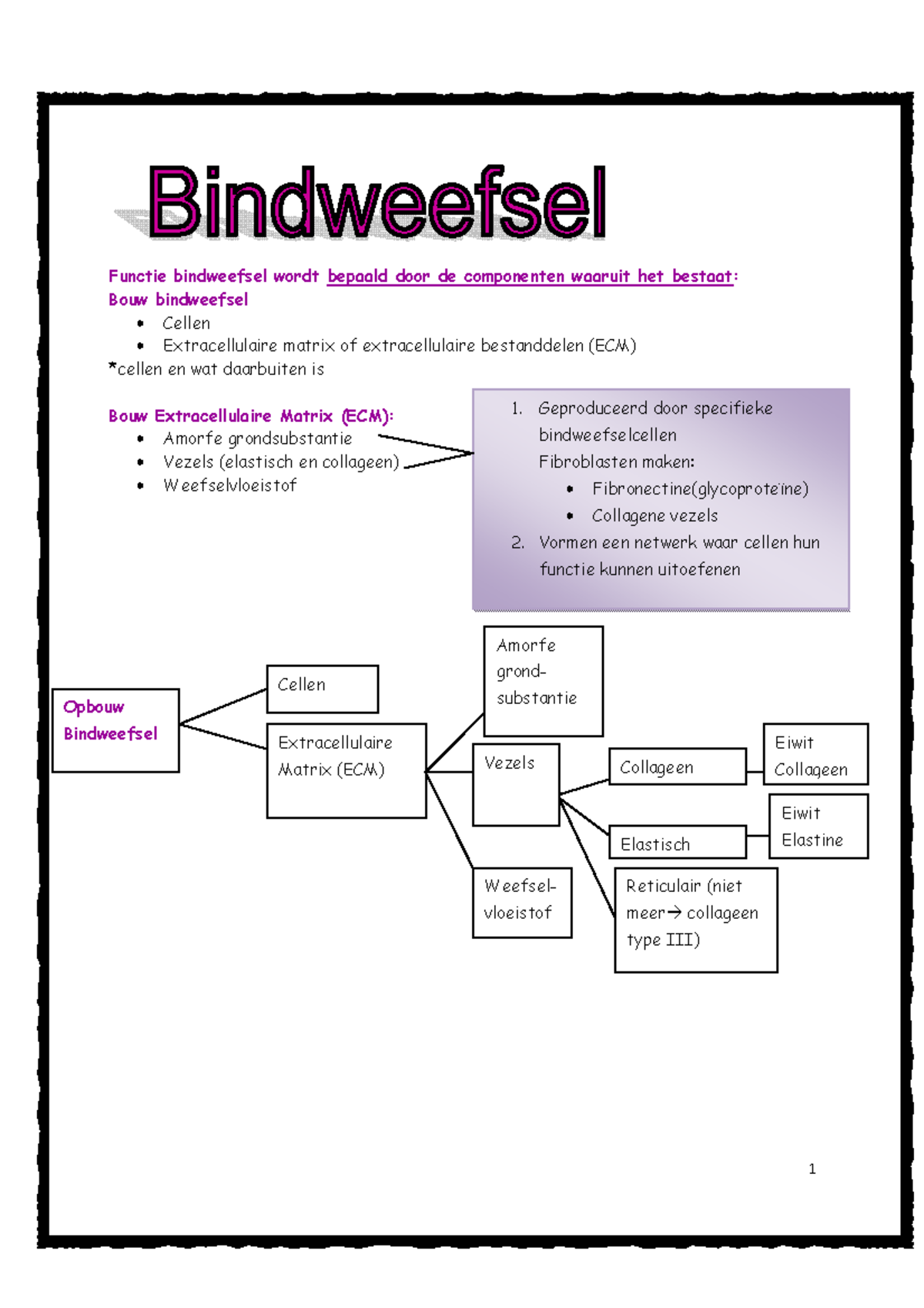 Samenvatting Functionele Histologie bindweefsel - Functie bindweefsel ...