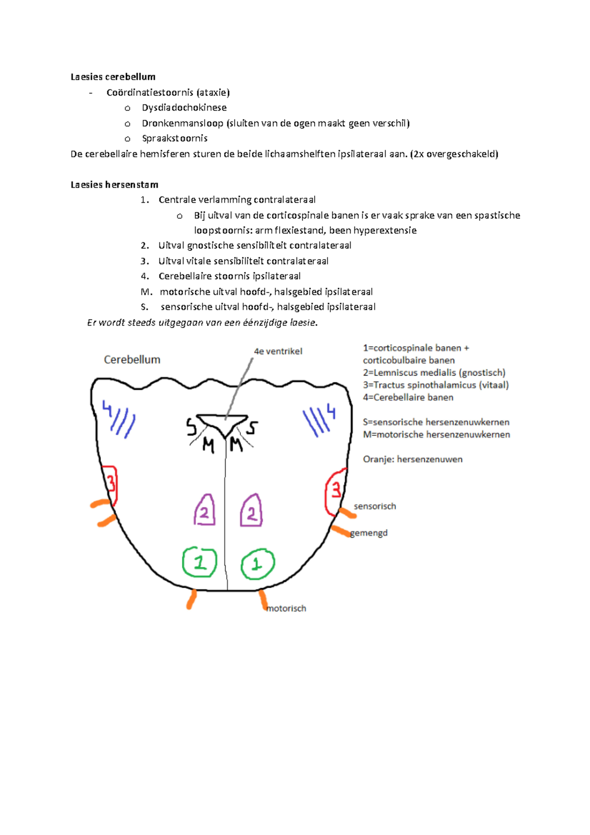 Samenvatting Zintuigen, hersenen en beweging I: Laesies - Laesies ...