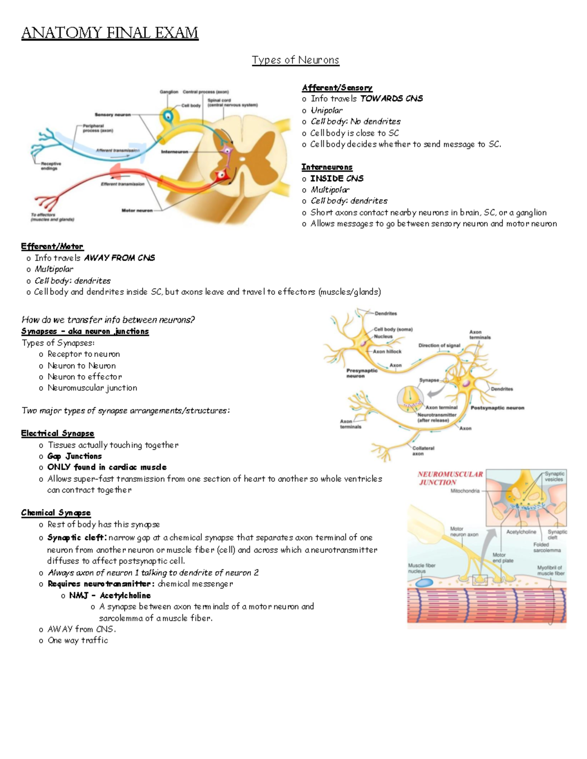 Anatomy Final EXAM - ANATOMY FINAL EXAM Types of Neurons Afferent ...