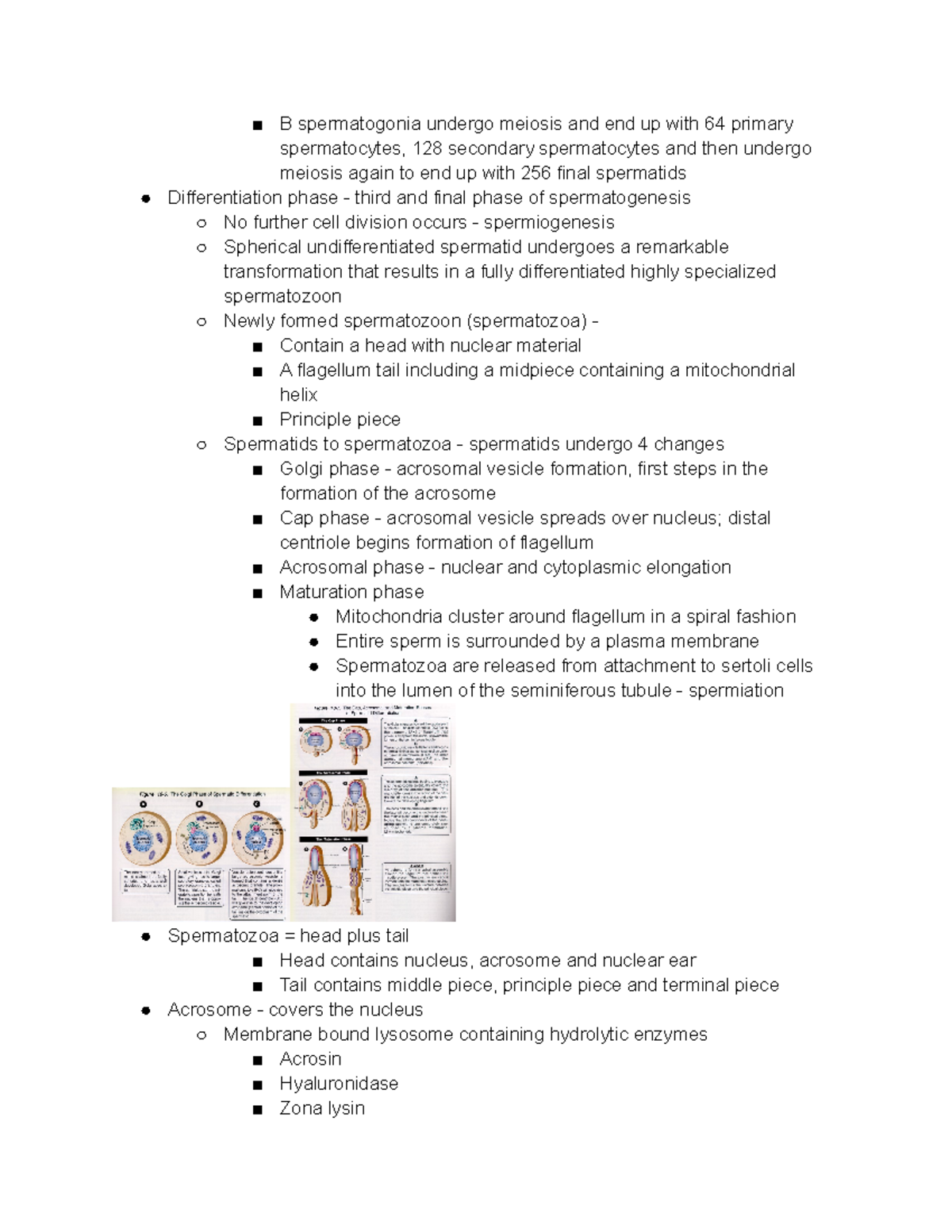 ANSC EXAM 3 Study Guide 2 - B spermatogonia undergo meiosis and end up ...