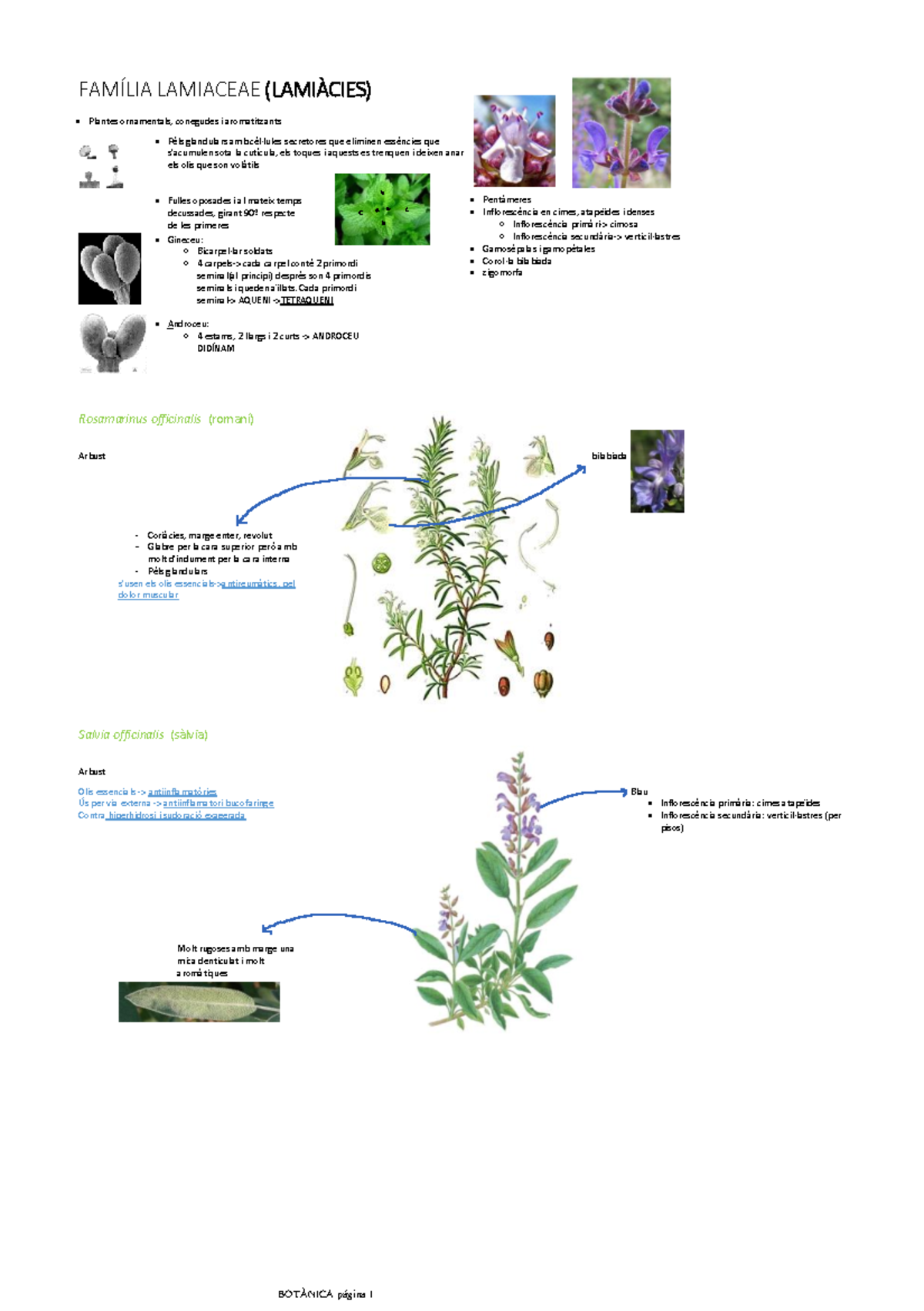 Família Lamiaceae ( Lamiàcies) - • Plantes ornamentals, conegudes i ...