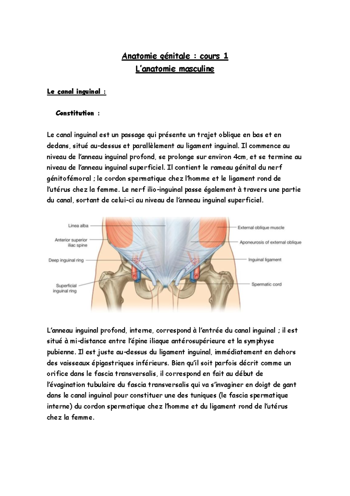 Anatomie génitale - Cours 1 - Anatomie Générale I - UNamur - Studocu